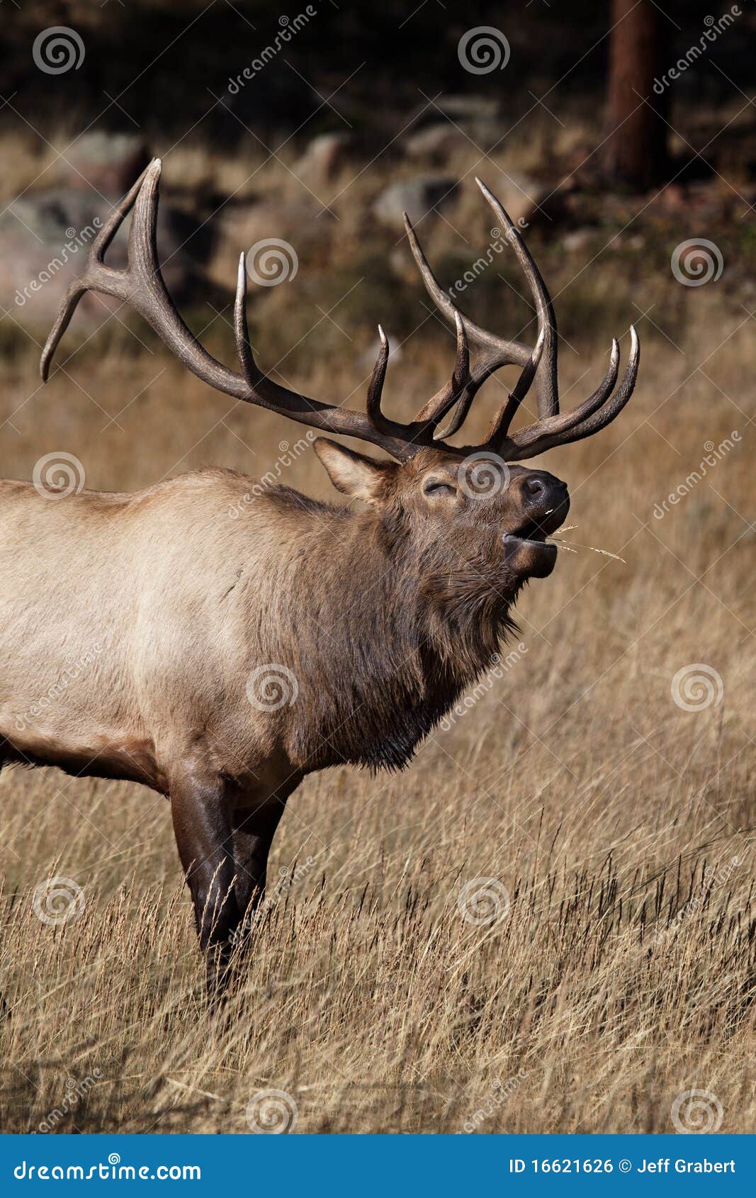 Elk Bugling stock photo. Image of cervus, mating, canadensis - 16621626