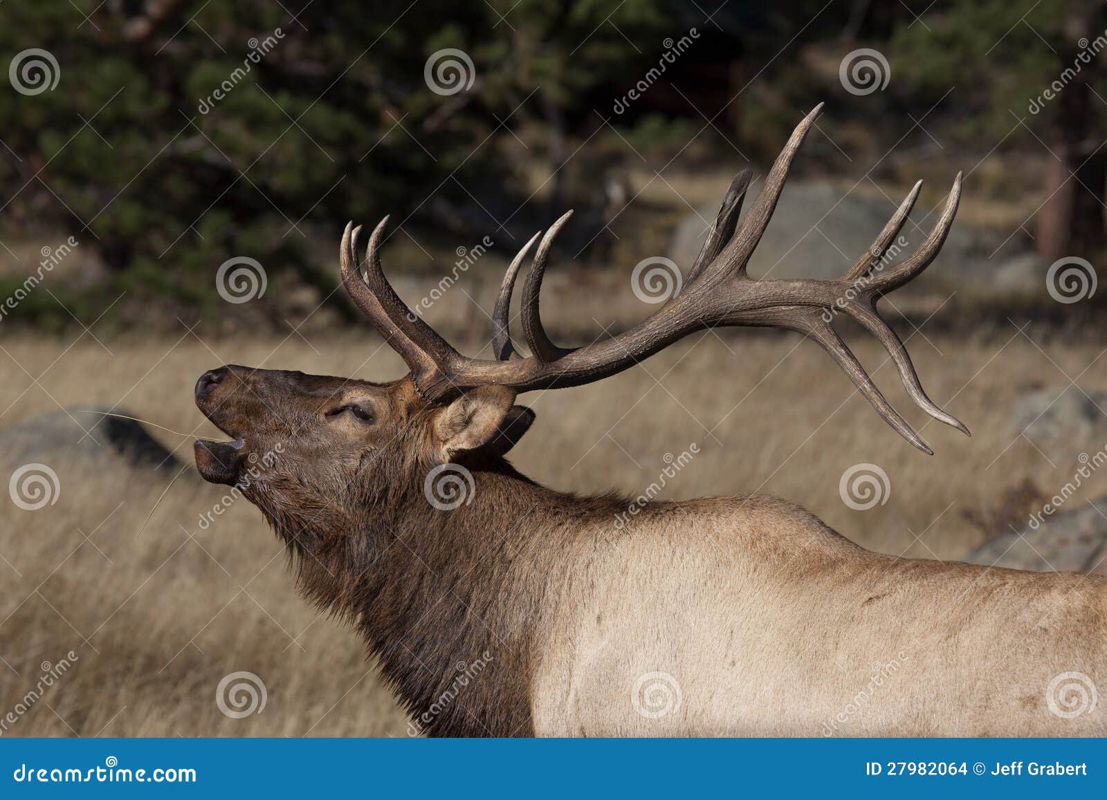 Elk Bugling stock photo. Image of bugling, park, autumn - 27982064
