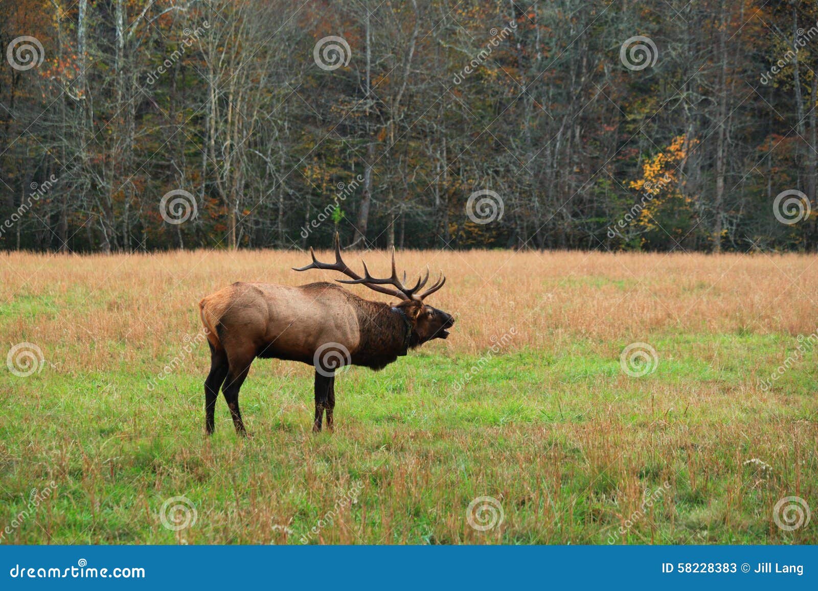 Elk Bugling stock image. Image of hunting, male, cataloochee - 58228383
