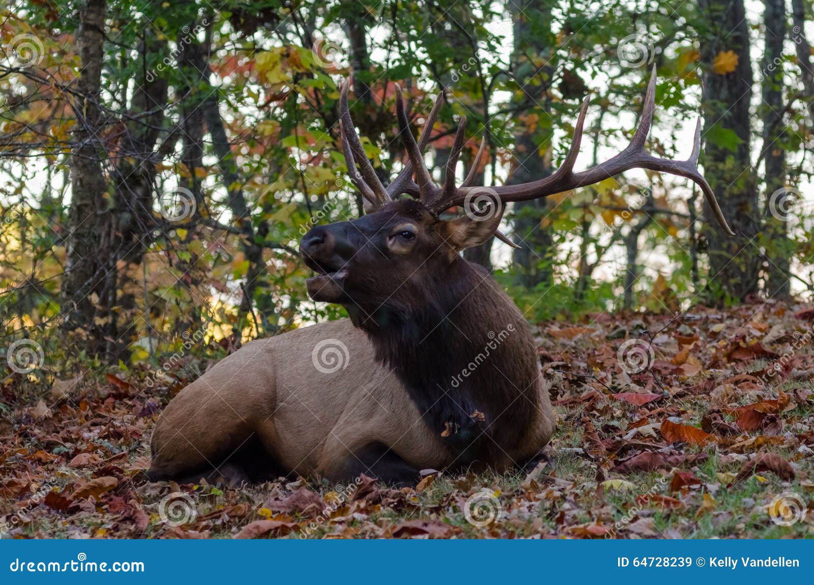 Bull Elk Laying Fallen Leaves Stock Photos - Free & Royalty-Free Stock ...