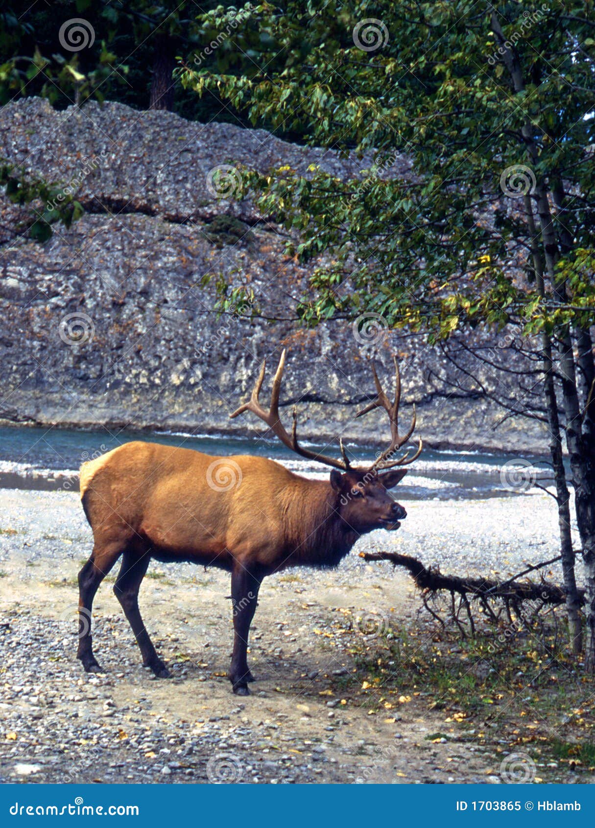 Elk bugling by stream stock image. Image of nature, horns - 1703865