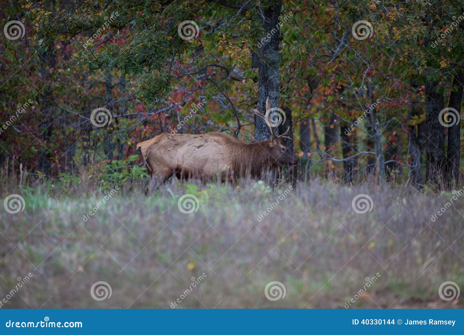 Elk stock photo. Image of land, grass, nature, bull, wildlife - 40330144