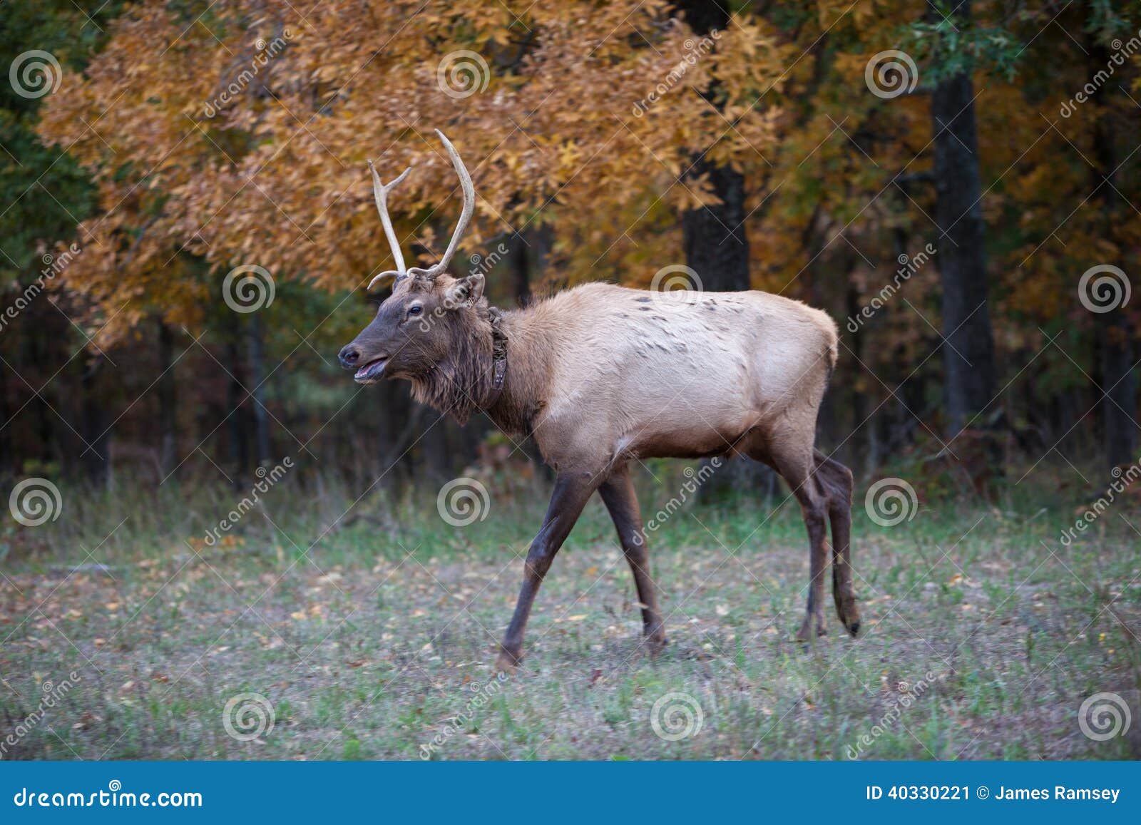 Elk stock image. Image of woodland, kentucky, fauna, lakes - 40330221