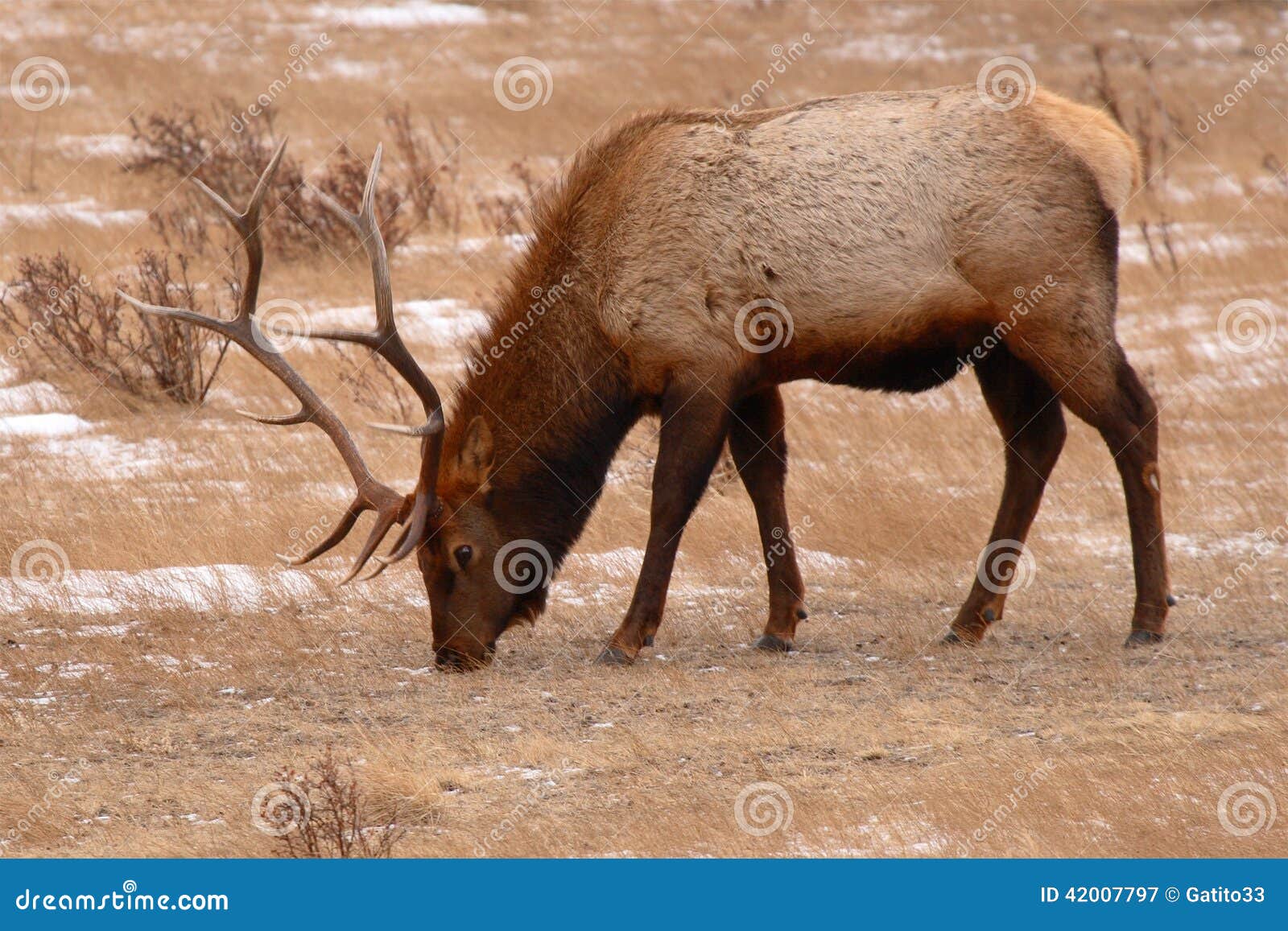 Elk Bull Feeding in Winter Field Stock Image - Image of rocky, mountain ...