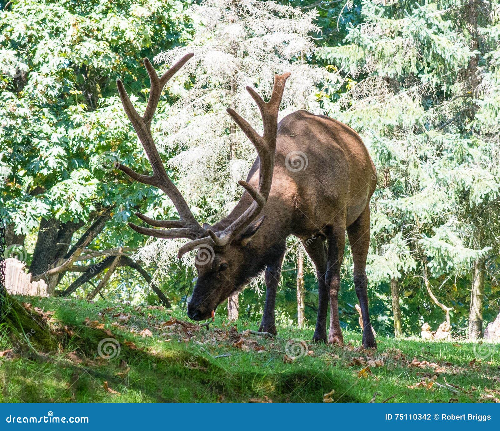 Elk stock photo. Image of nature, aggression, game, large - 75110342
