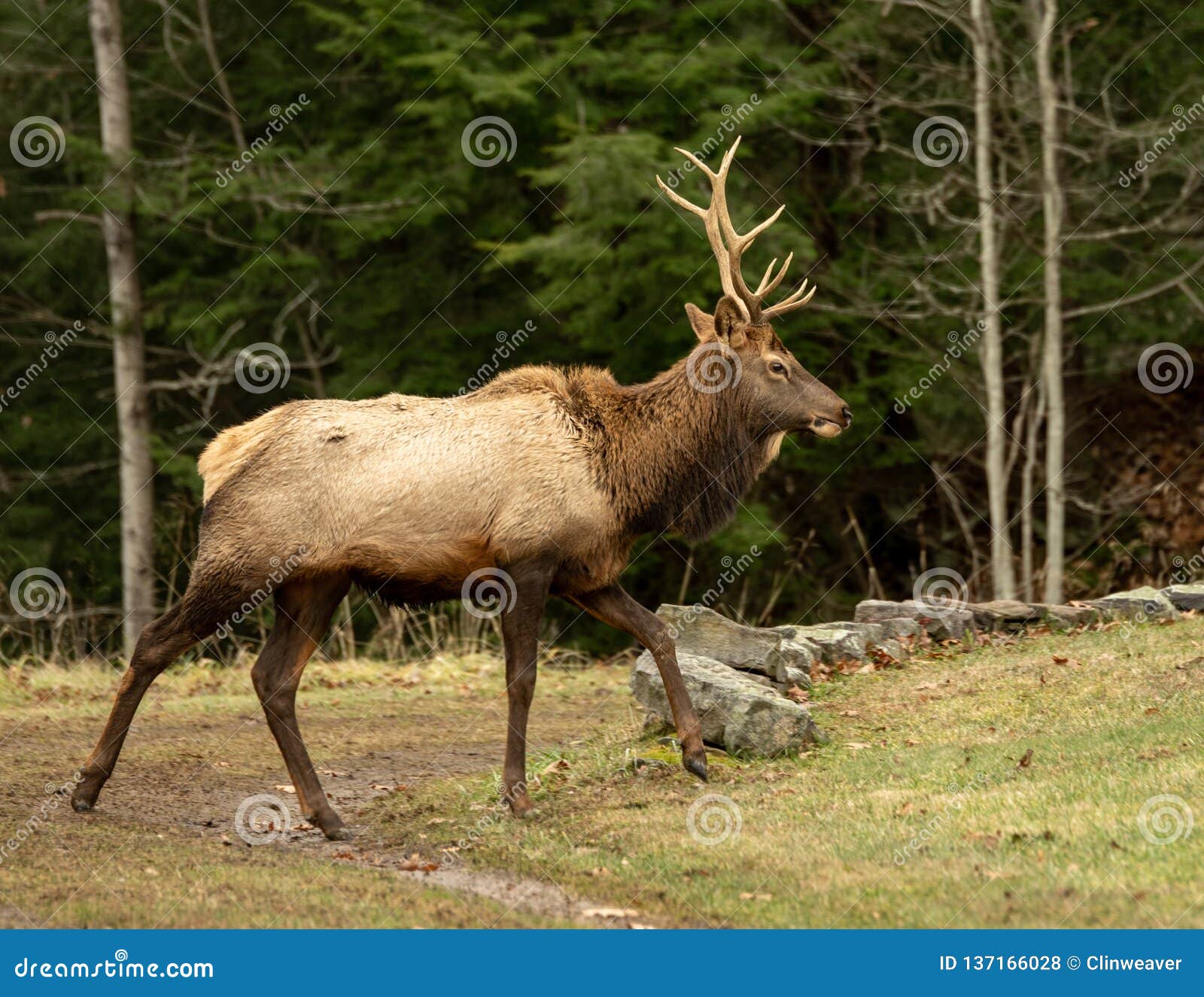Elk Bull Walking stock photo. Image of cervus, pennsylvania - 137166028
