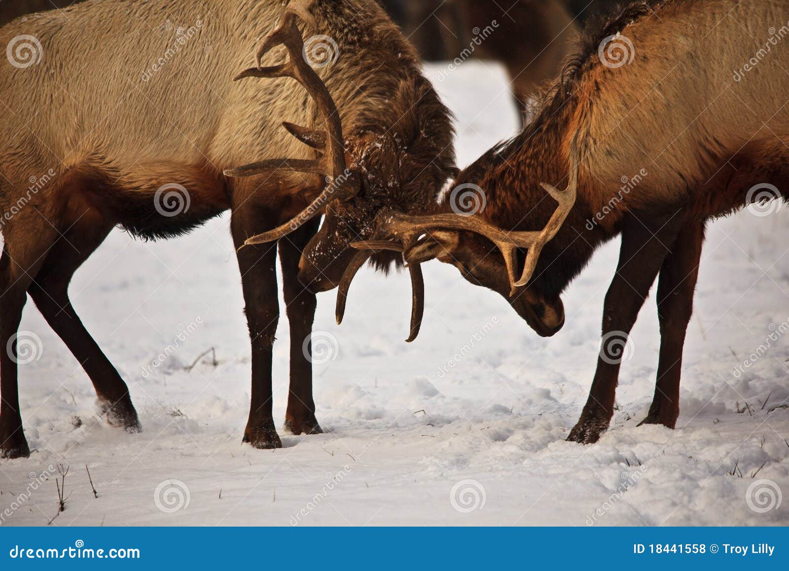 Elk butting antlers stock photo. Image of snowy, animals - 18441558