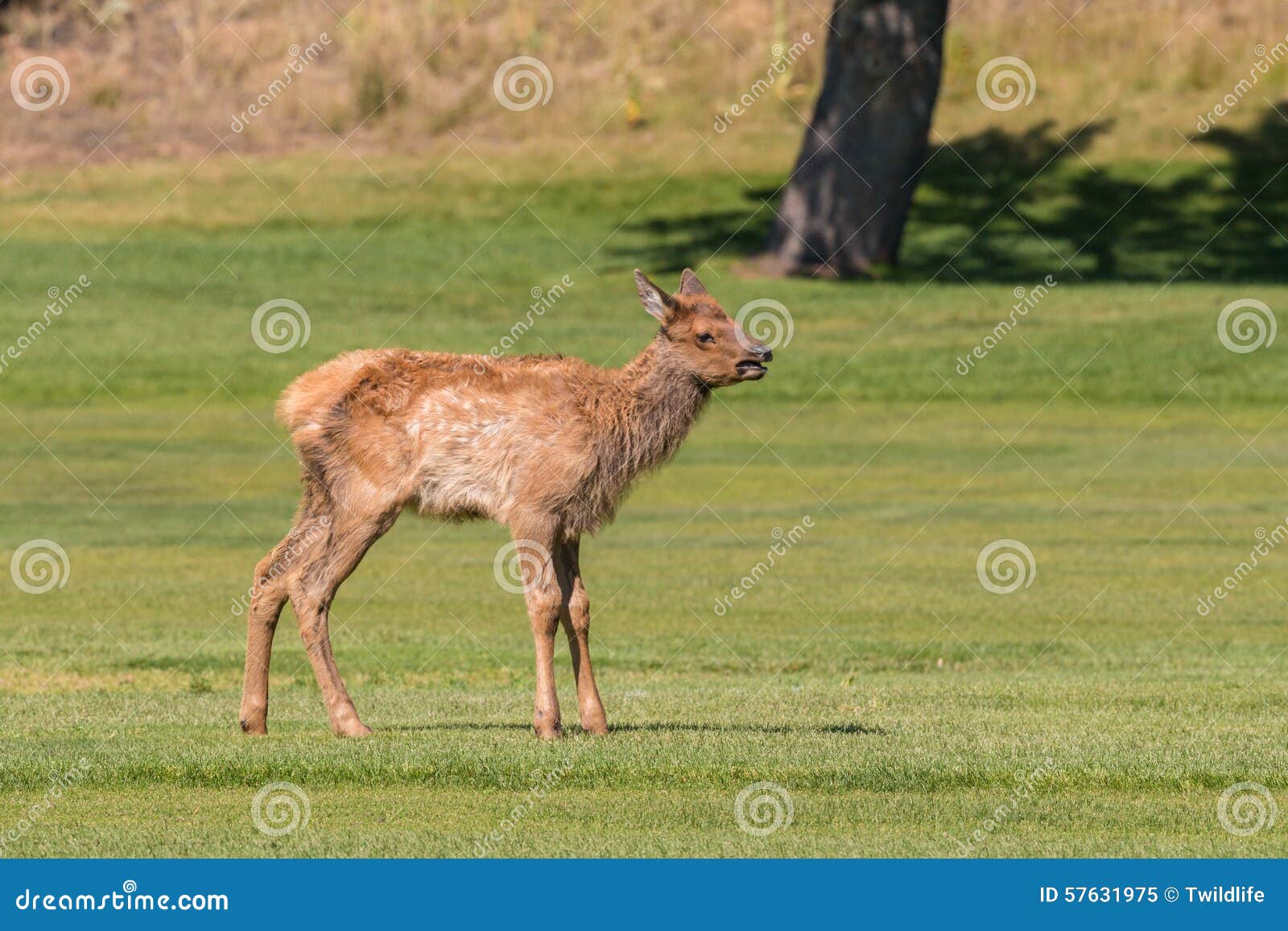 Elk Calf stock image. Image of animal, deer, outdoors - 57631975