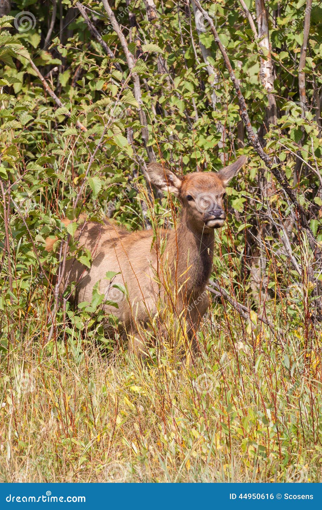 Elk Calf stock photo. Image of colorado, wild, wildlife - 44950616
