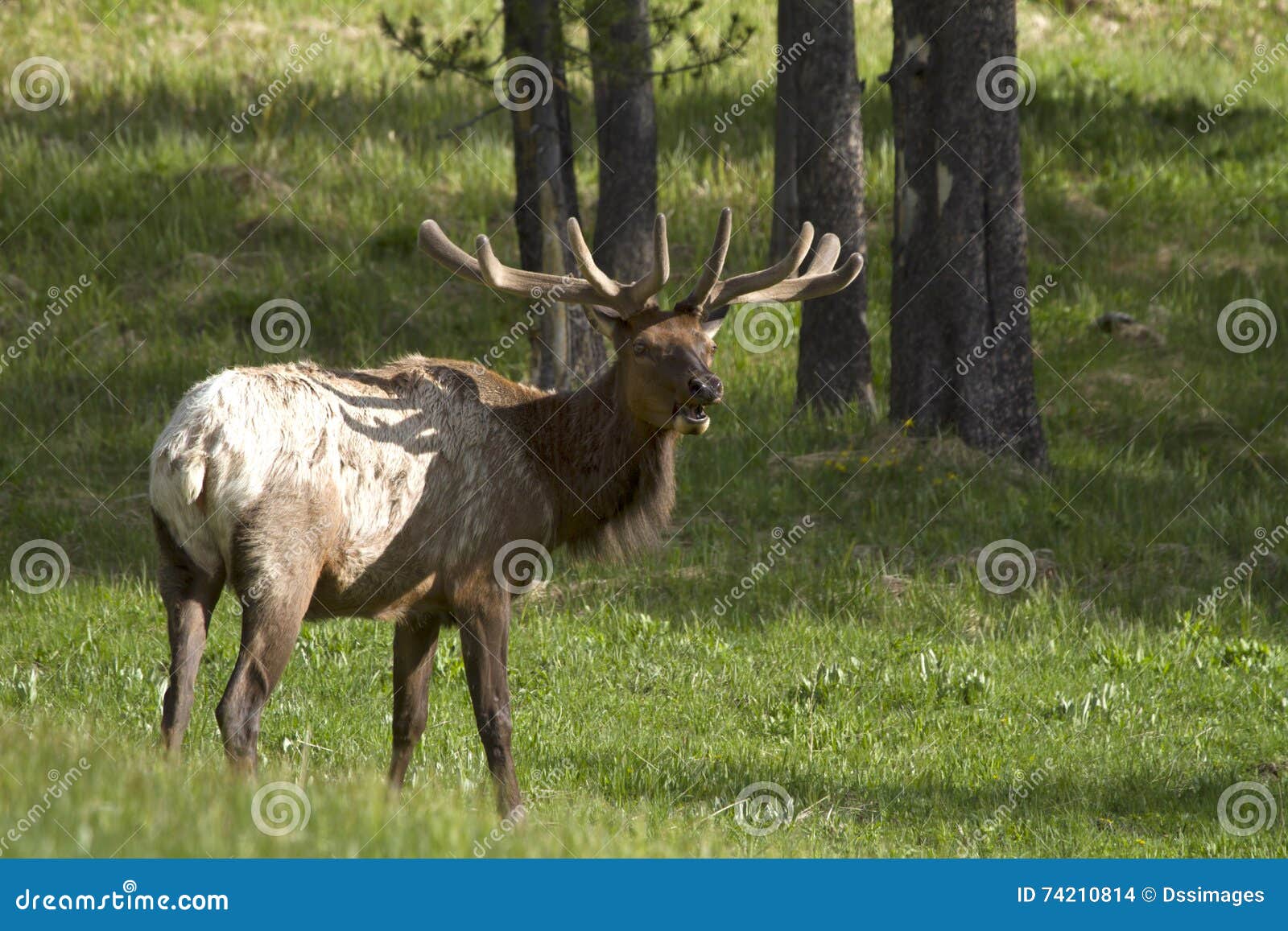 Elk Calling stock photo. Image of nature, national, silhouette - 74210814