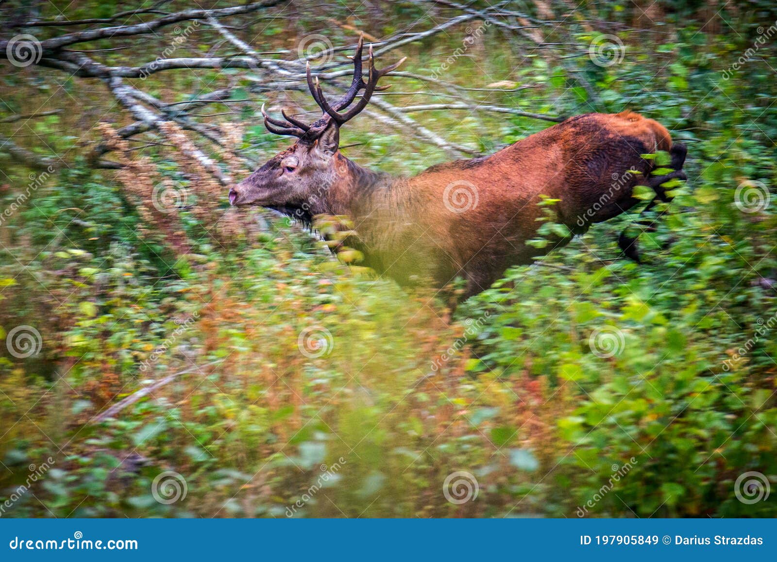 Elk Cervus Elaphus Running in Forest Stock Image - Image of sunset ...