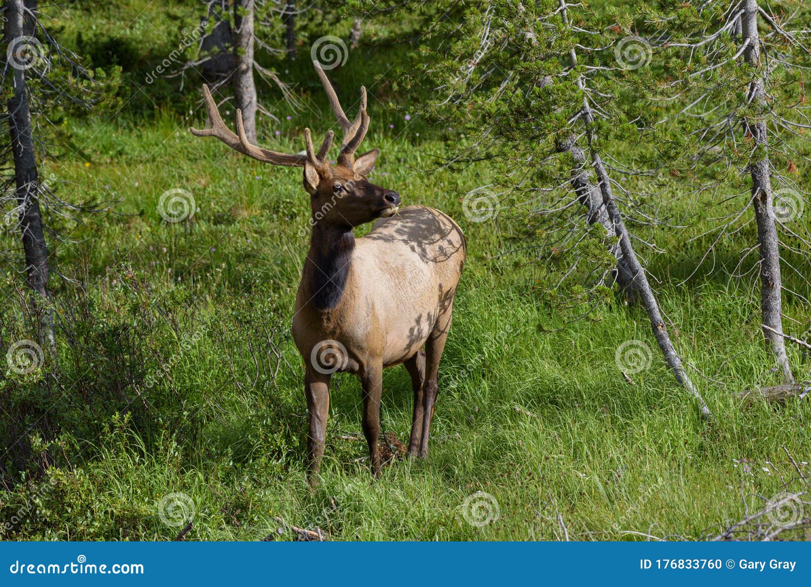 Elk of the Colorado Rocky Mountains Stock Photo - Image of colorado ...