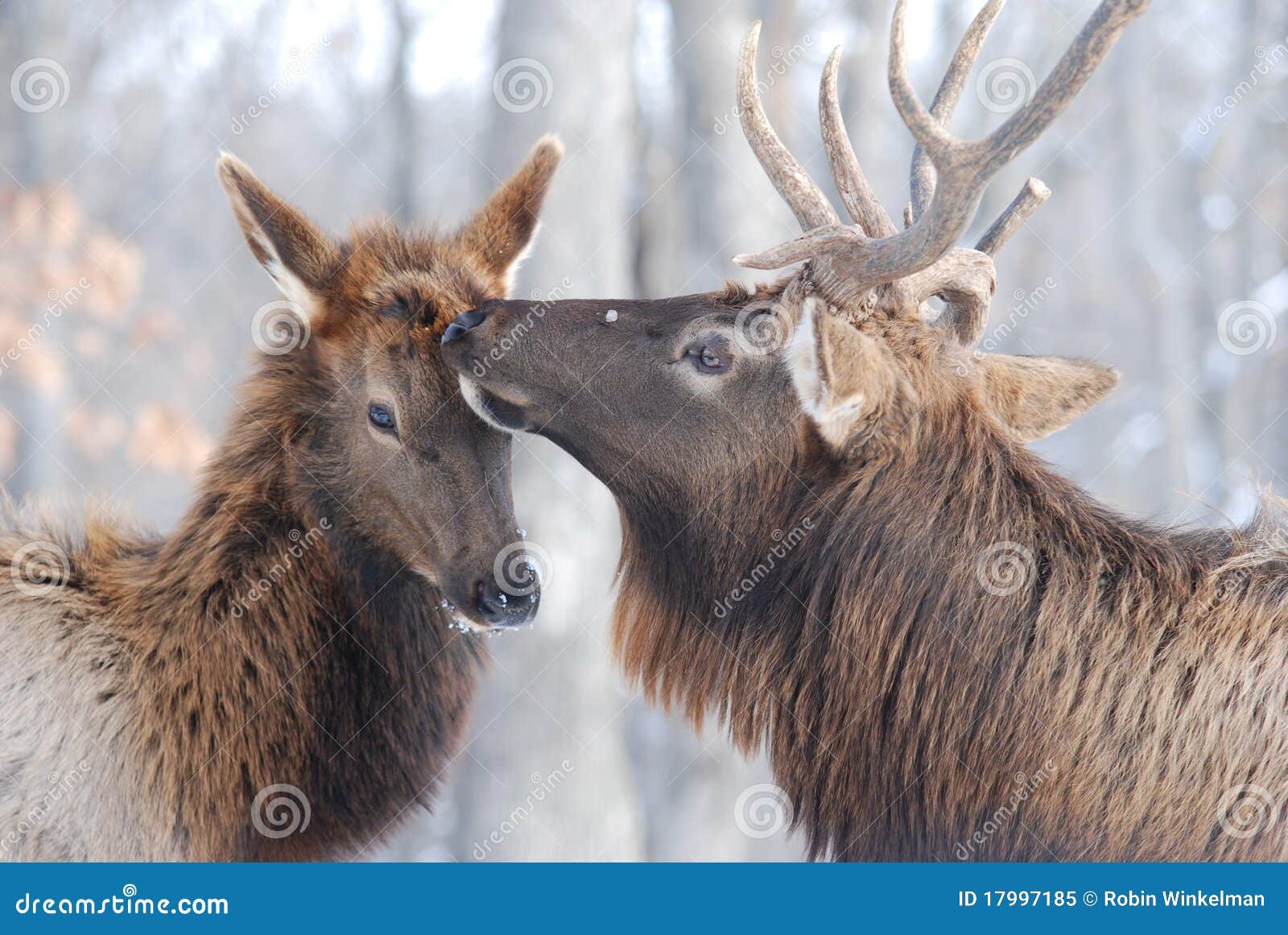 Elk couple stock image. Image of nose, touch, sniff, touches - 17997185