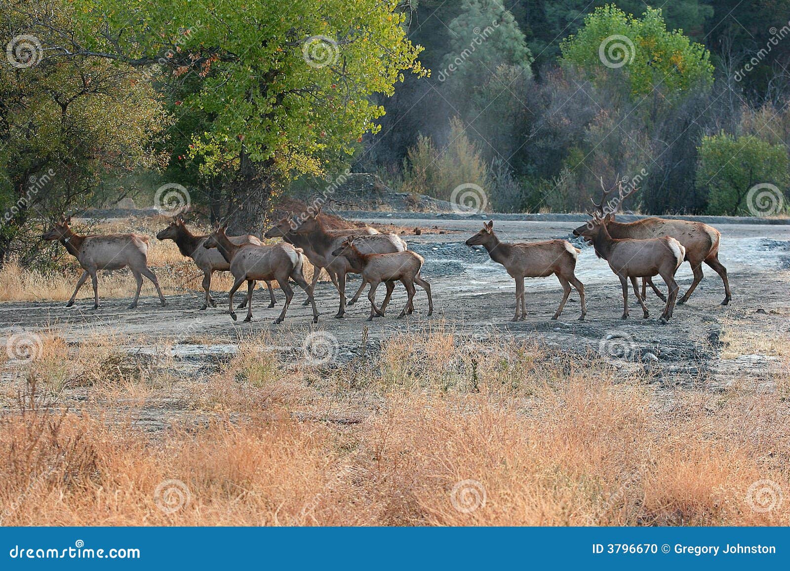 Elk crossing. stock photo. Image of wildlife, herd, antlers - 3796670
