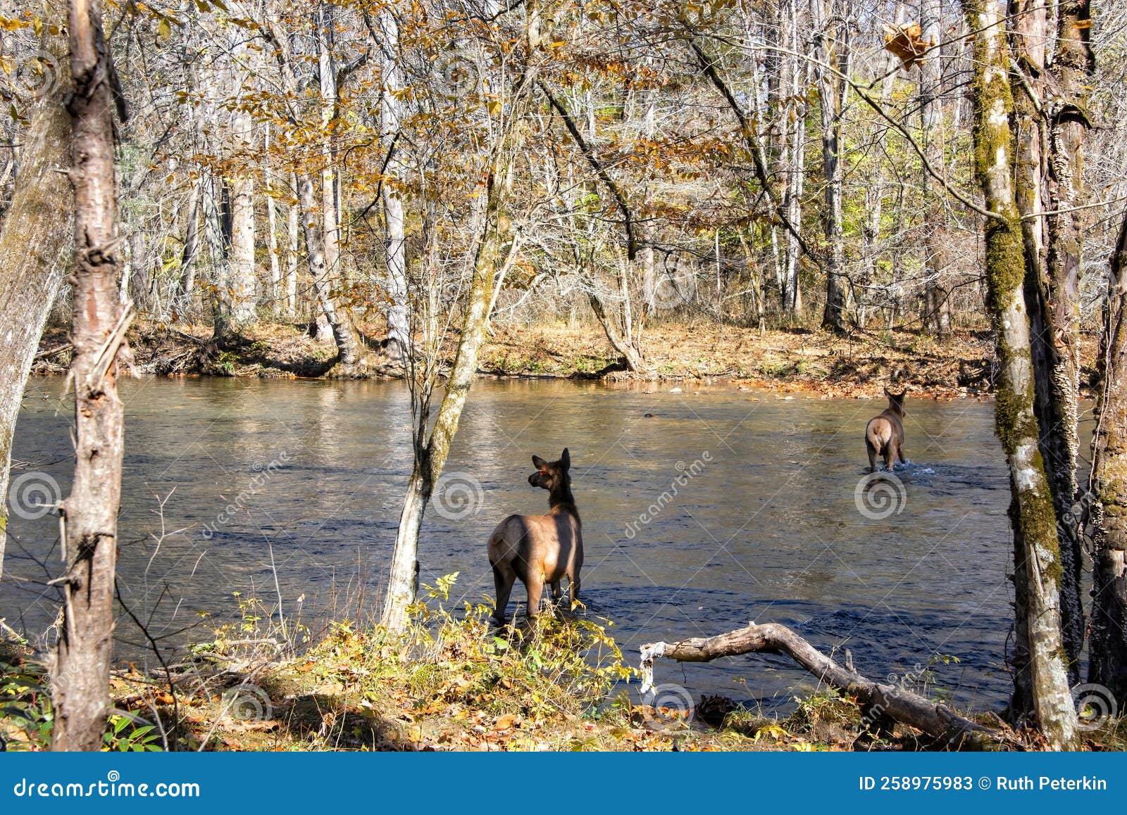 Elk Crossing the Oconaluftee River Stock Image - Image of cherokee ...