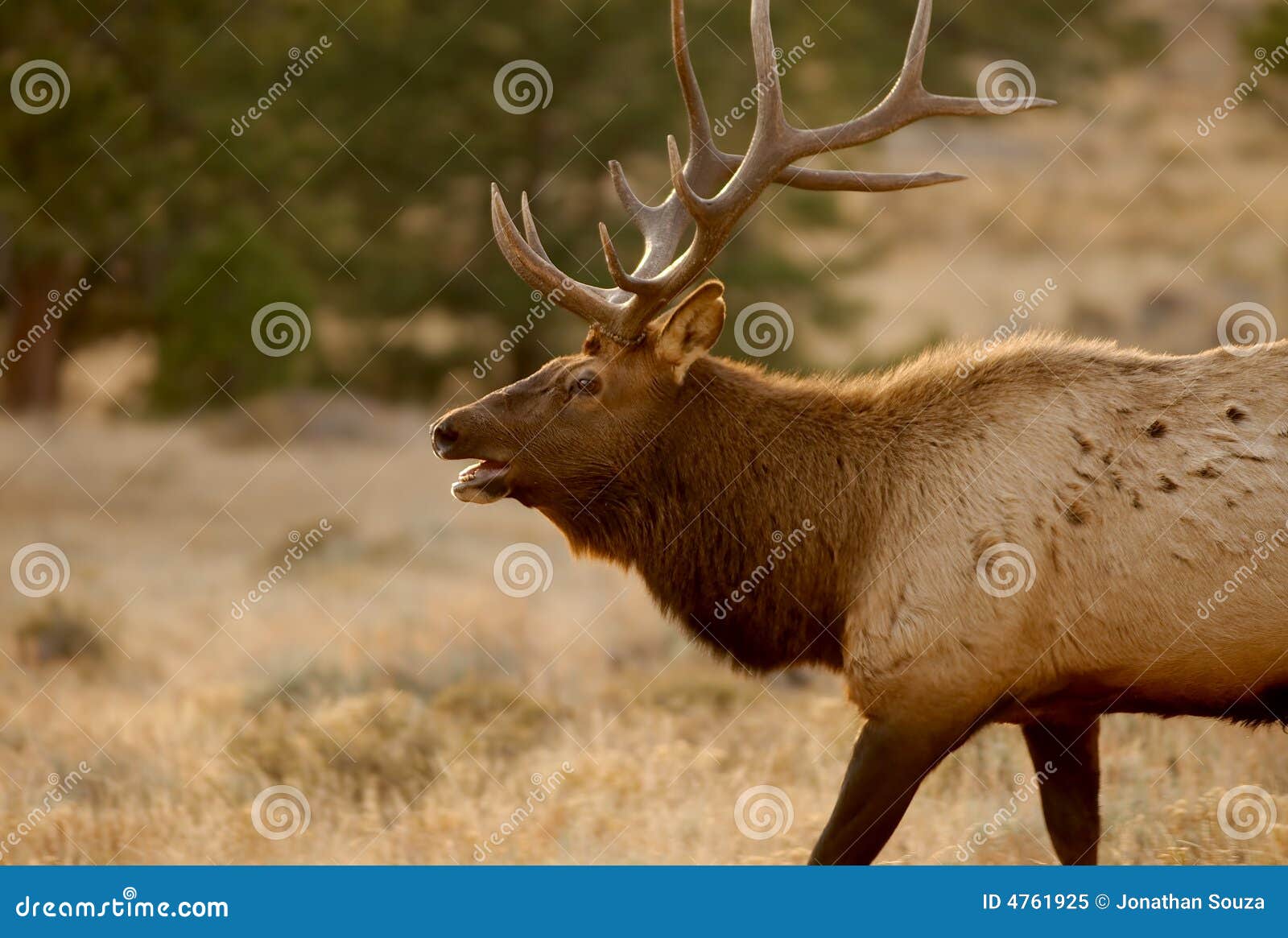 Elk crying in the wild stock image. Image of mate, groan - 4761925