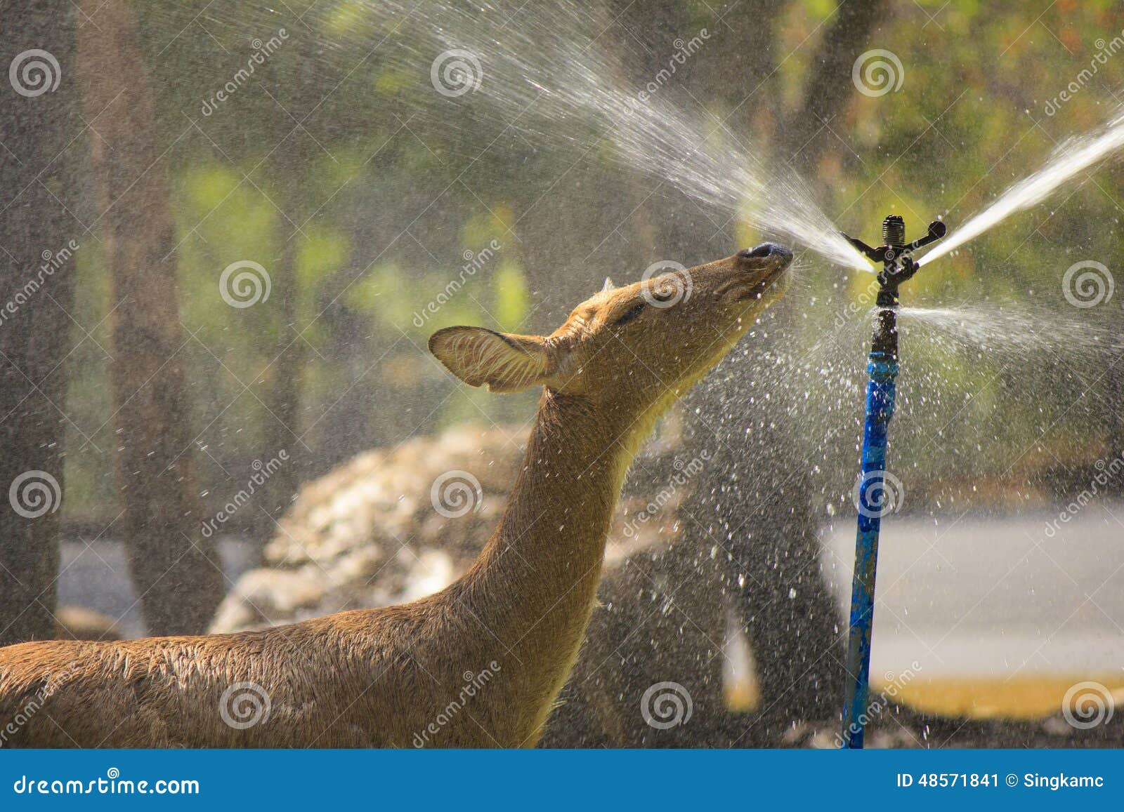 Elk Drinking Water - Stock Image Stock Image - Image of scene, bull ...