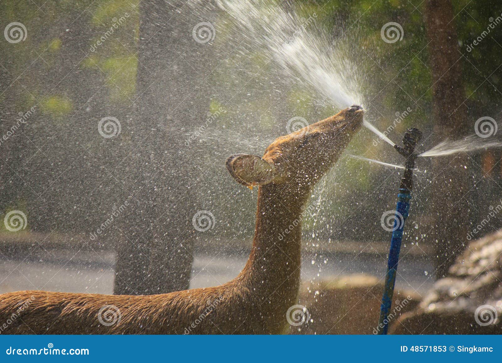 Elk Drinking Water - Stock Image Stock Image - Image of horned, water ...