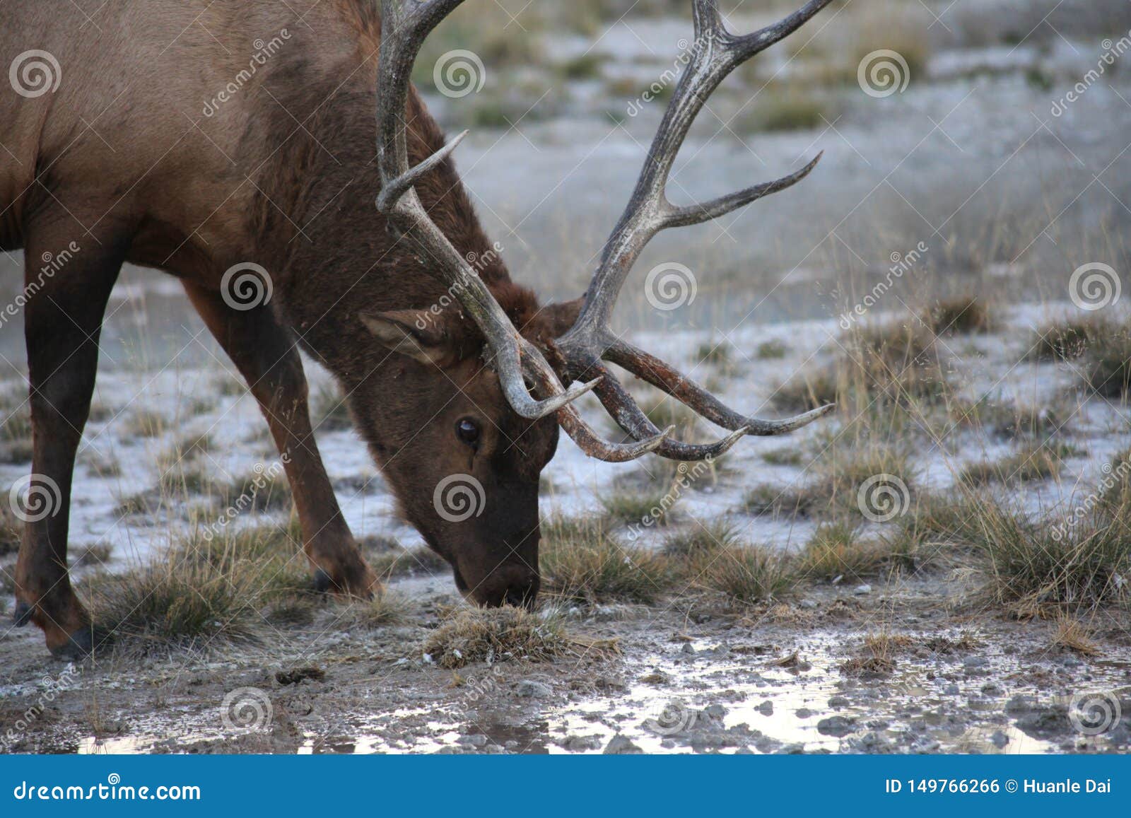 A elk is eating grass stock photo. Image of drink, grass - 149766266
