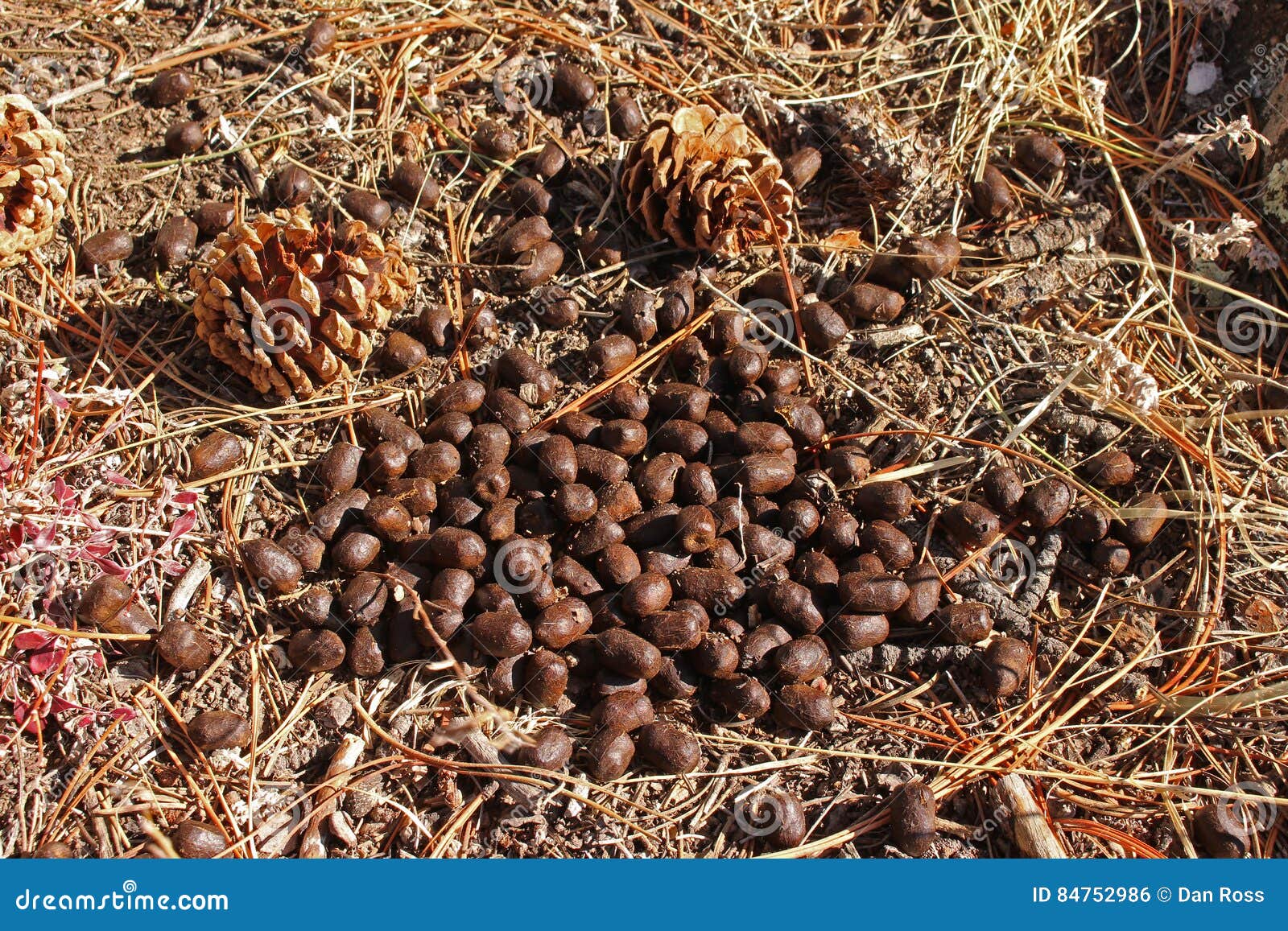Elk Droppings on the Forest Floor. Stock Photo - Image of excretory ...