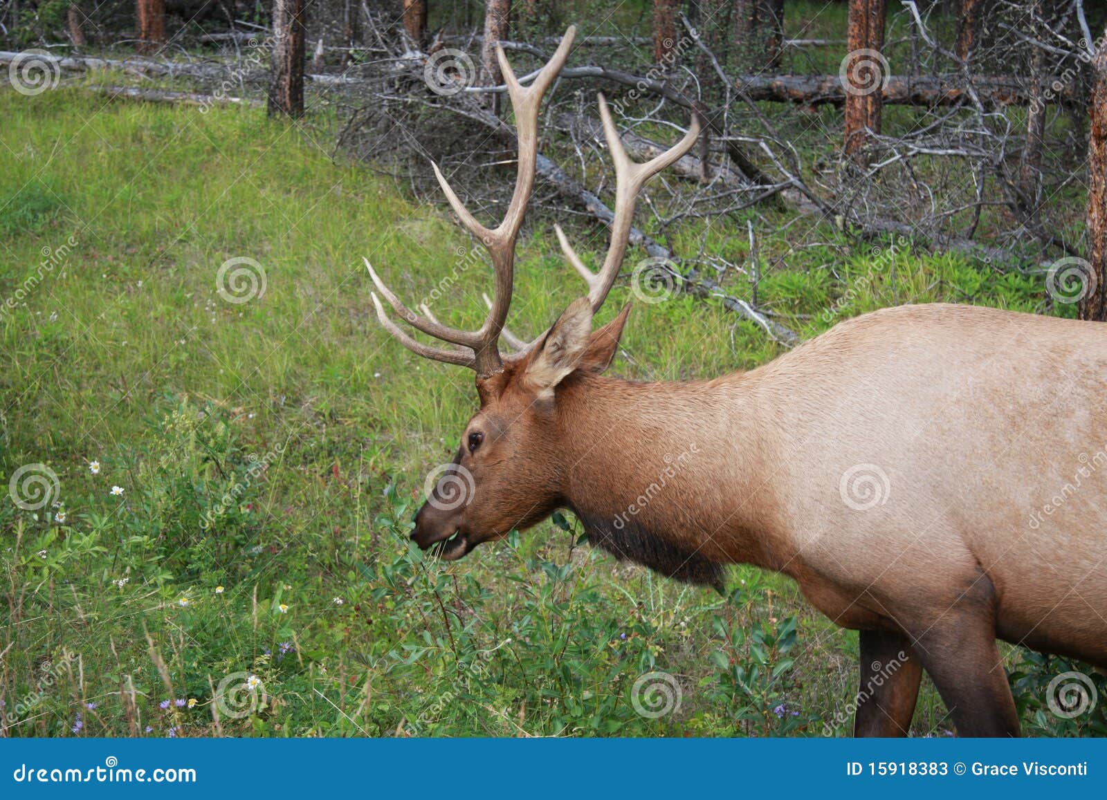 Elk eating close-up stock image. Image of grazing, summer - 15918383