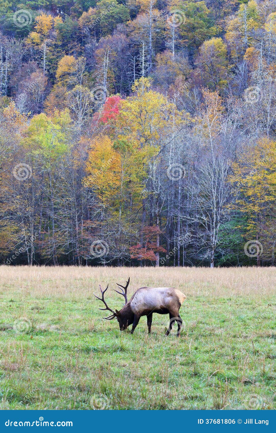 Elk Eating Grass in a Field Stock Photo - Image of grazing, fall: 37681806