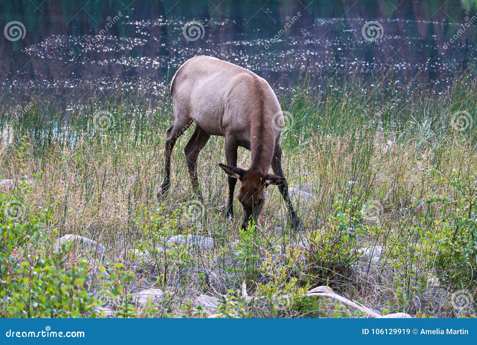 Elk Eating Grass on a Rocky Shore Stock Image - Image of jasper ...