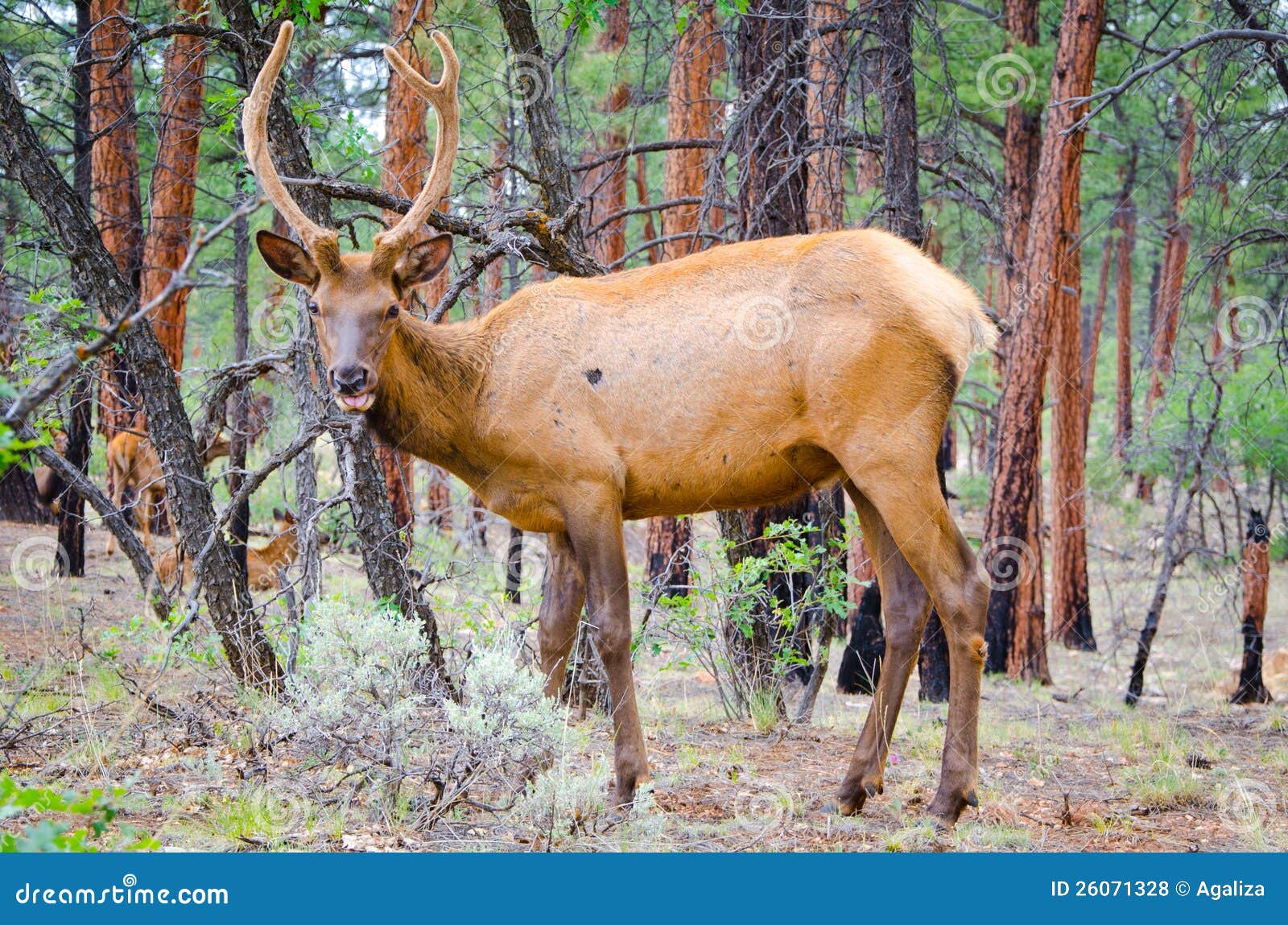 An Elk Eating Leaves in the Forest Stock Photo - Image of large, nature ...