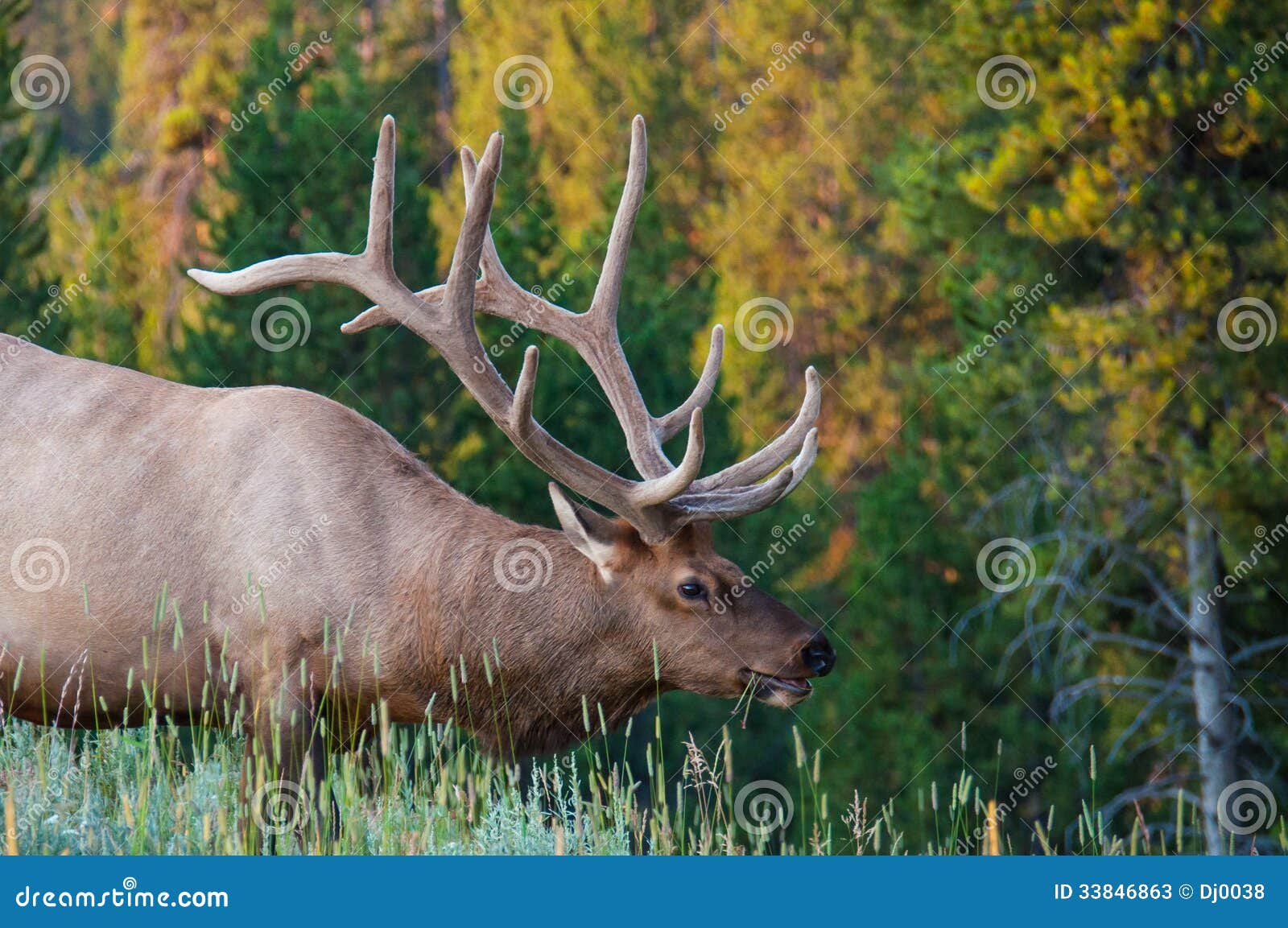 Elk eating stock image. Image of trophy, forest, antlers - 33846863