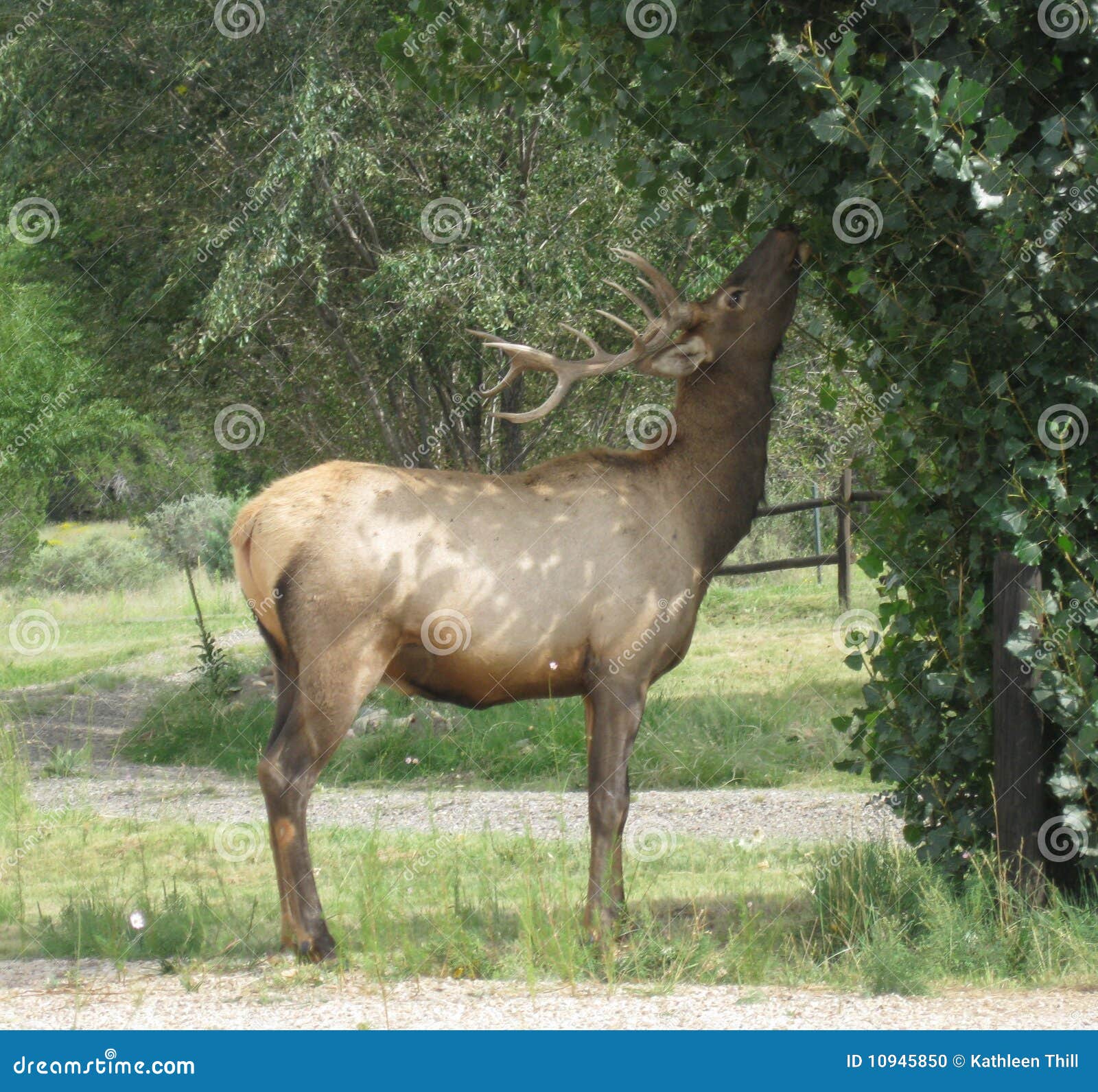 Elk eating a poplar tree stock photo. Image of undomesticated - 10945850