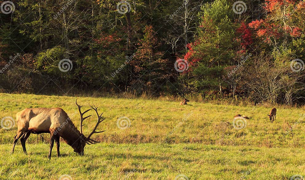 Elk Family stock image. Image of tennessee, bull, wildlife - 22322561
