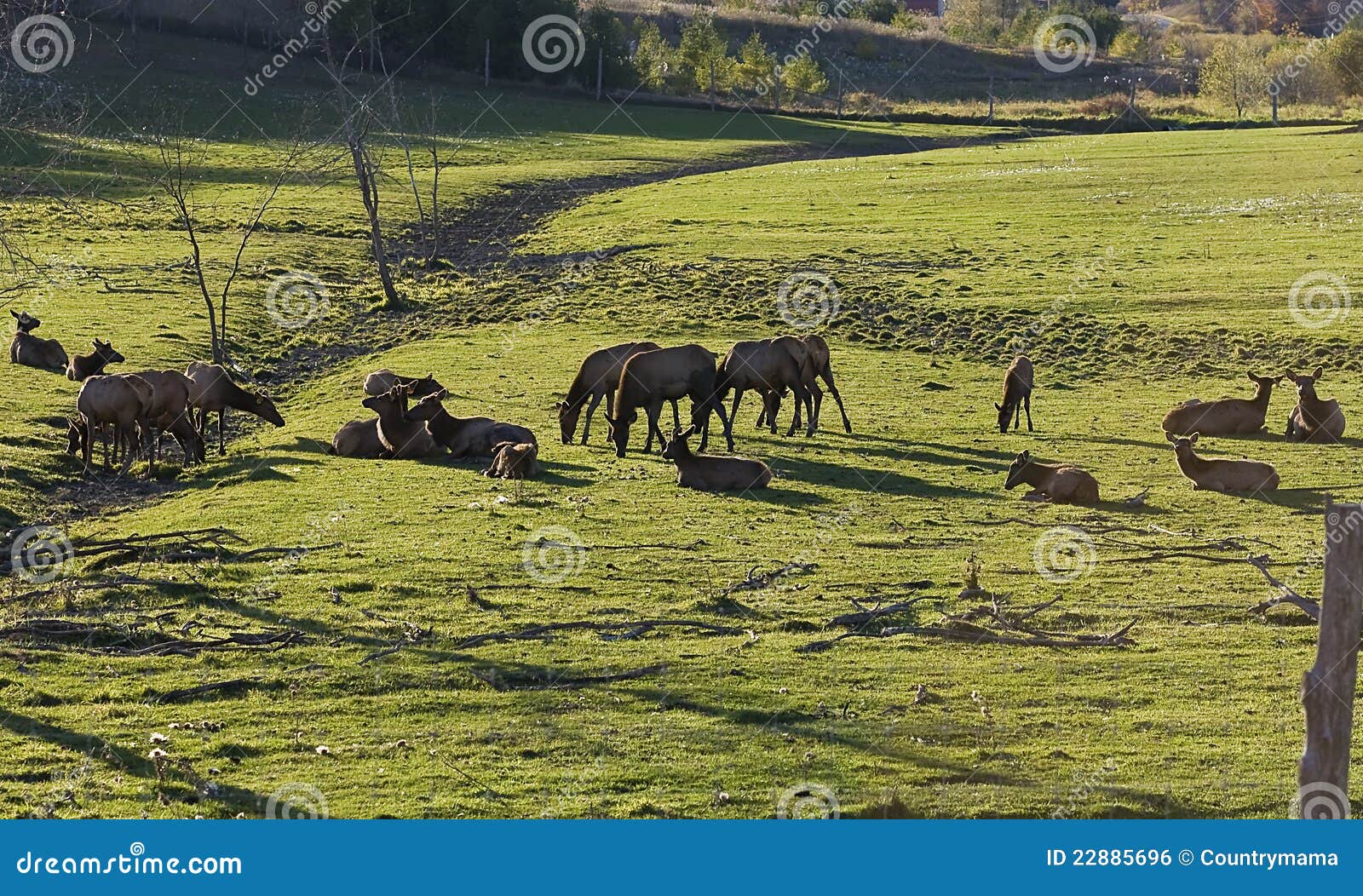 Elk farm stock photo. Image of animals, pastured, pasture - 22885696