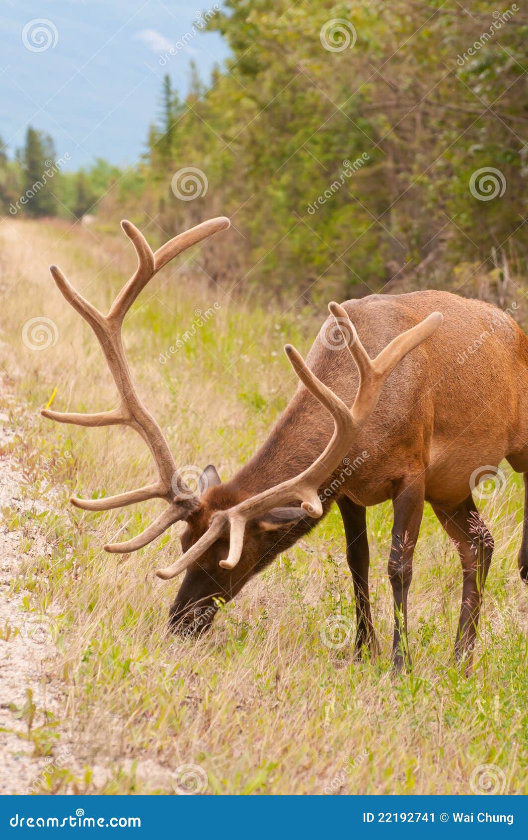 Elk feeding on grass stock image. Image of antler, feeding - 22192741