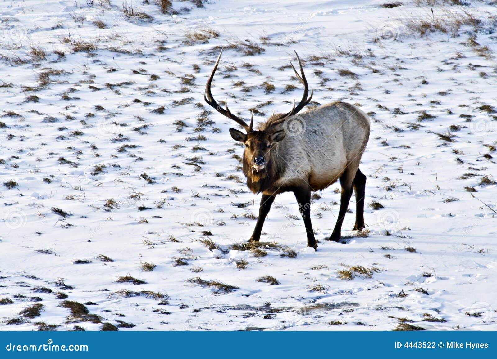 Elk feeding in winter stock photo. Image of rockies, climate - 4443522