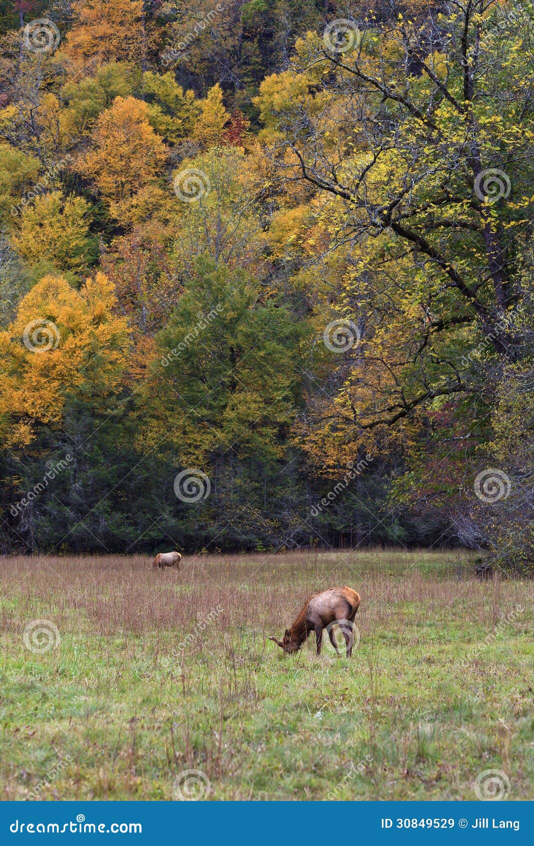Elk in the Field stock image. Image of outdoors, rack - 30849529