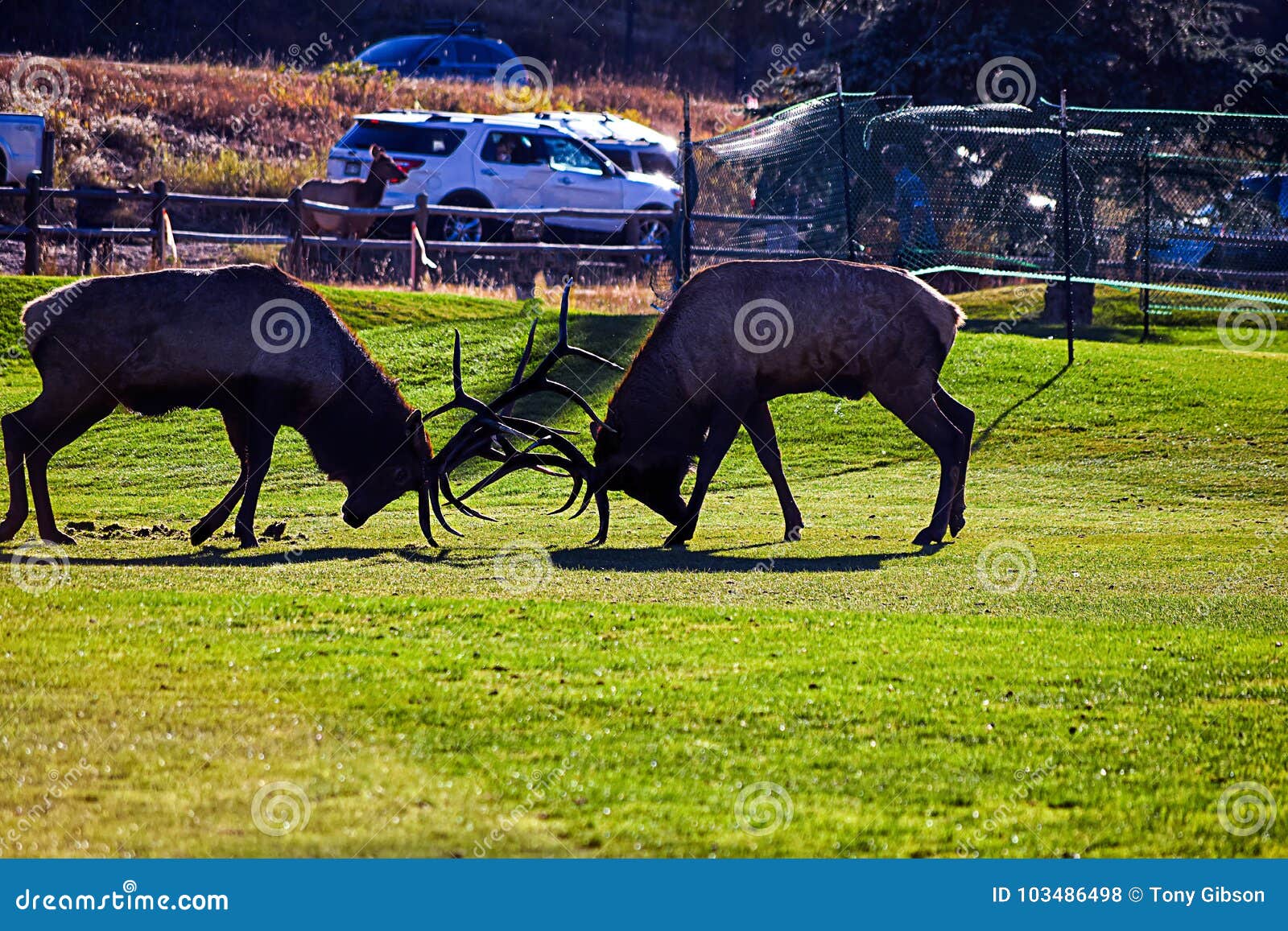 Golf course Elk fight stock photo. Image of wildlife - 103486498
