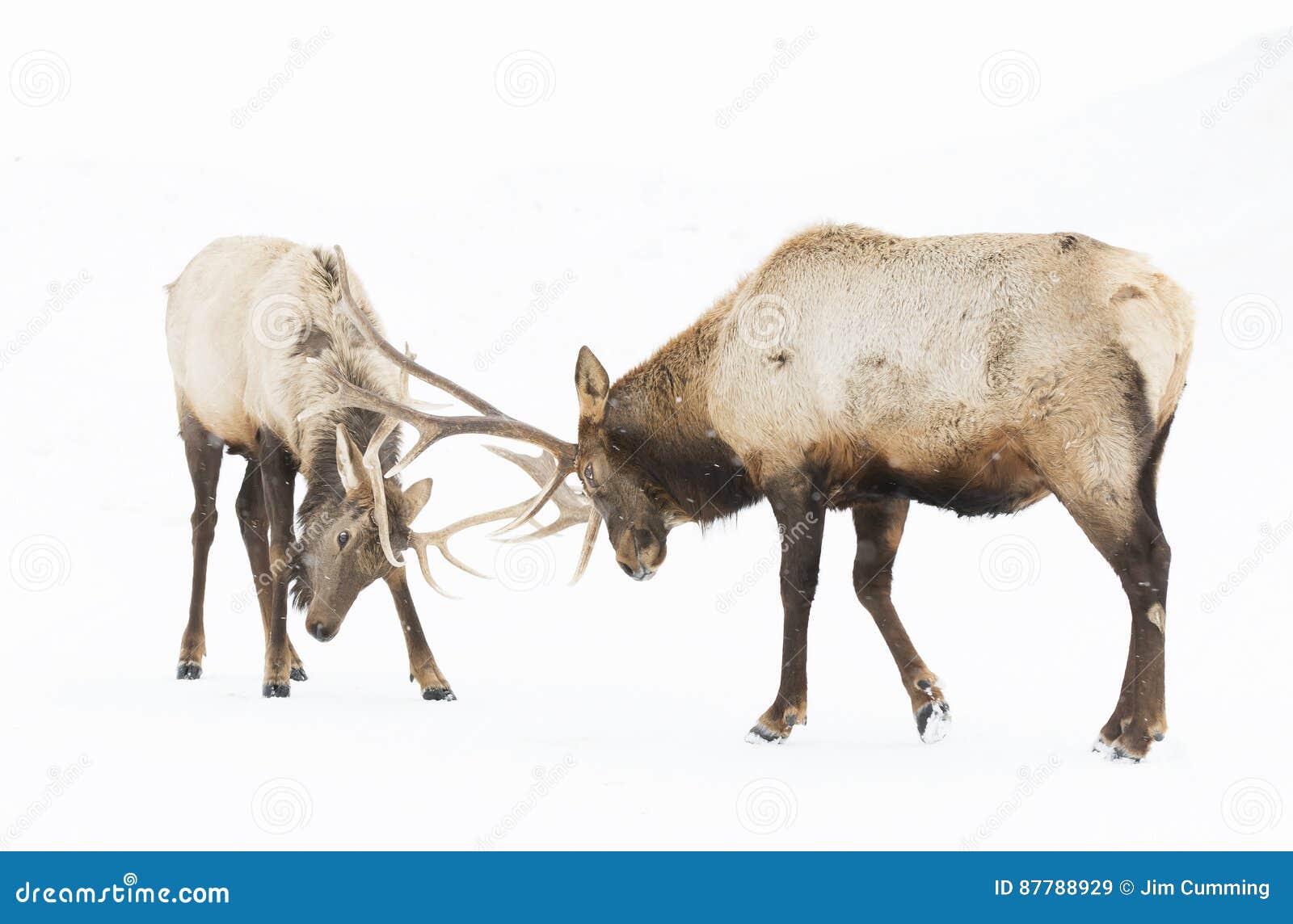 Elk Fighting Stock Images - Download 248 Royalty Free Photos