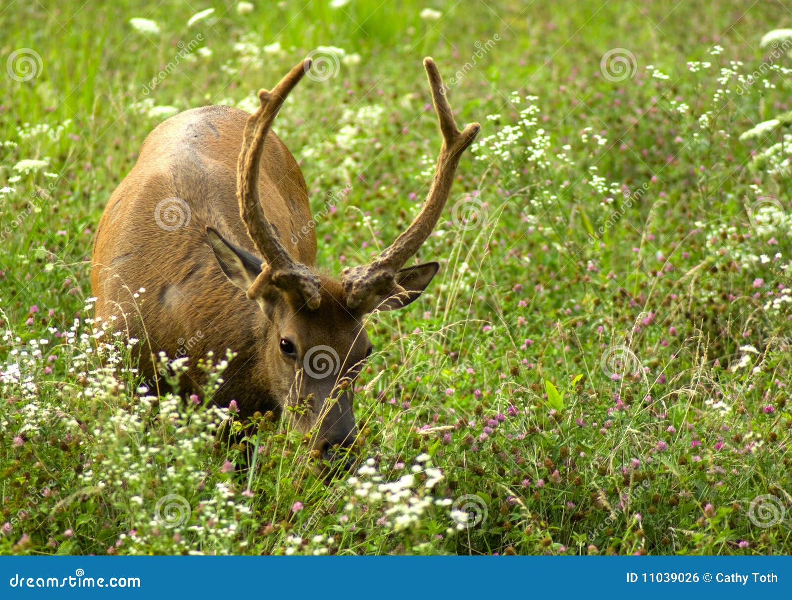 Elk in the flowers stock photo. Image of brown, deer - 11039026