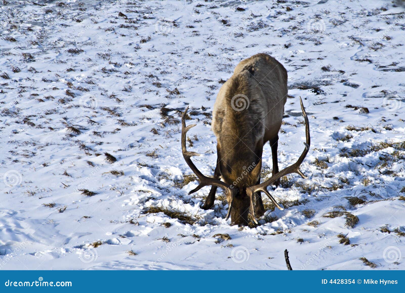 Elk foraging for food stock photo. Image of bull, mountains - 4428354