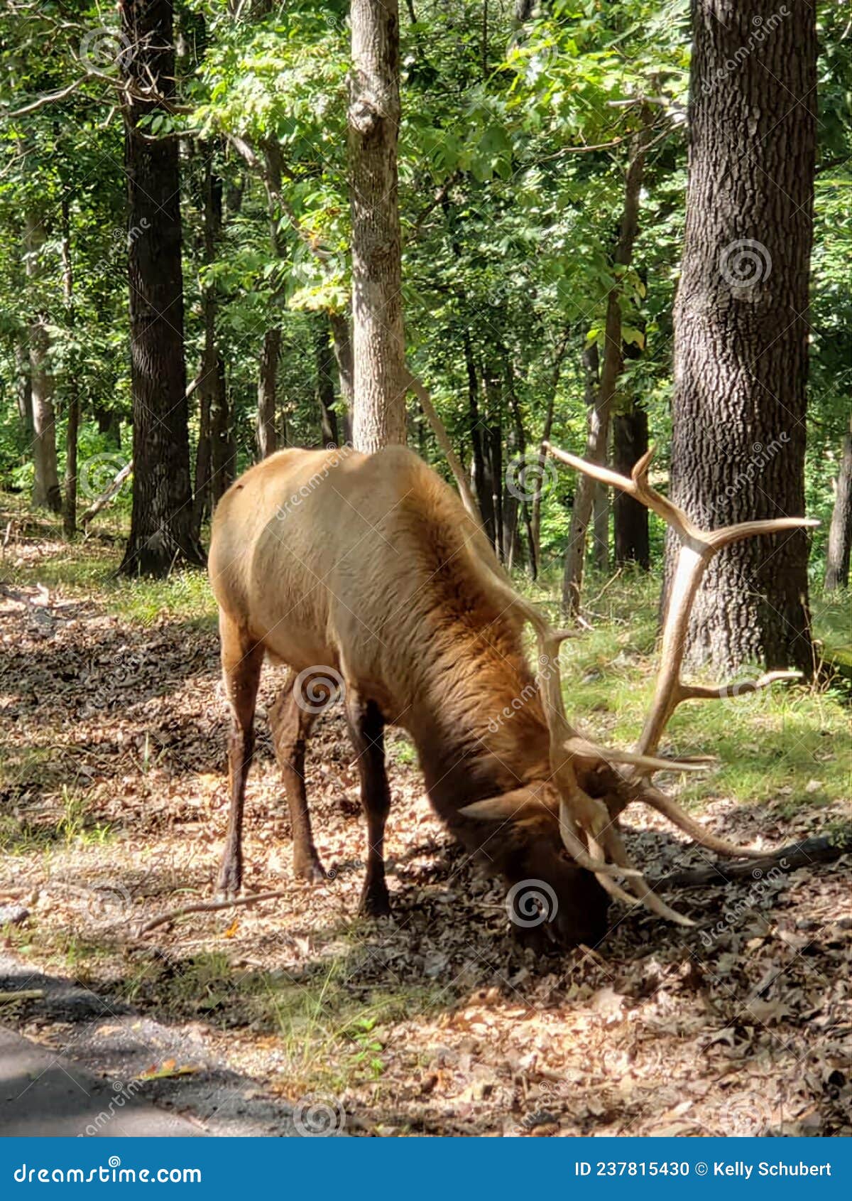 Elk Forest Trees Leaves Green Antlers Stock Photo - Image of forest ...