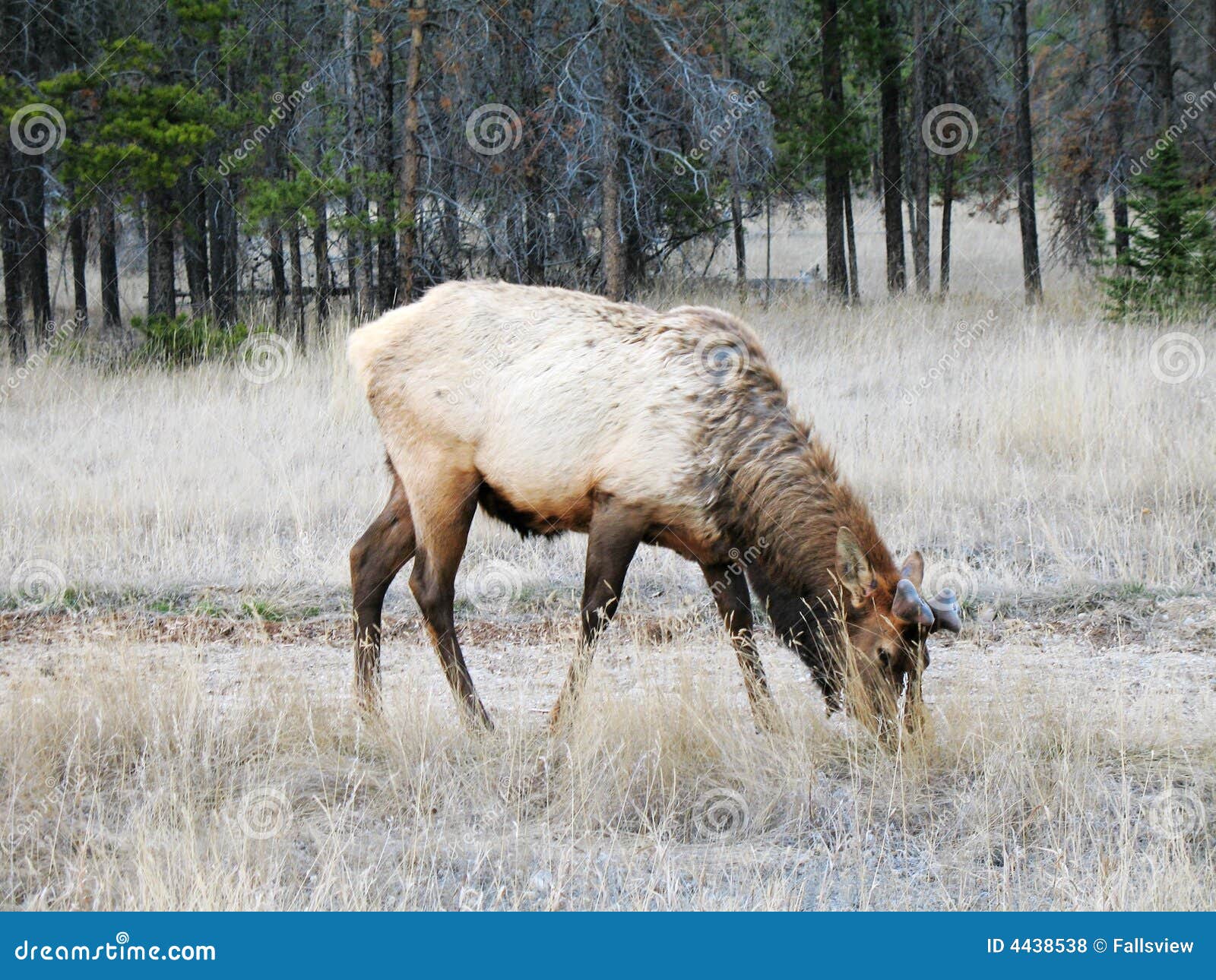 Elk grazing stock photo. Image of outdoor, mountain, canada - 4438538
