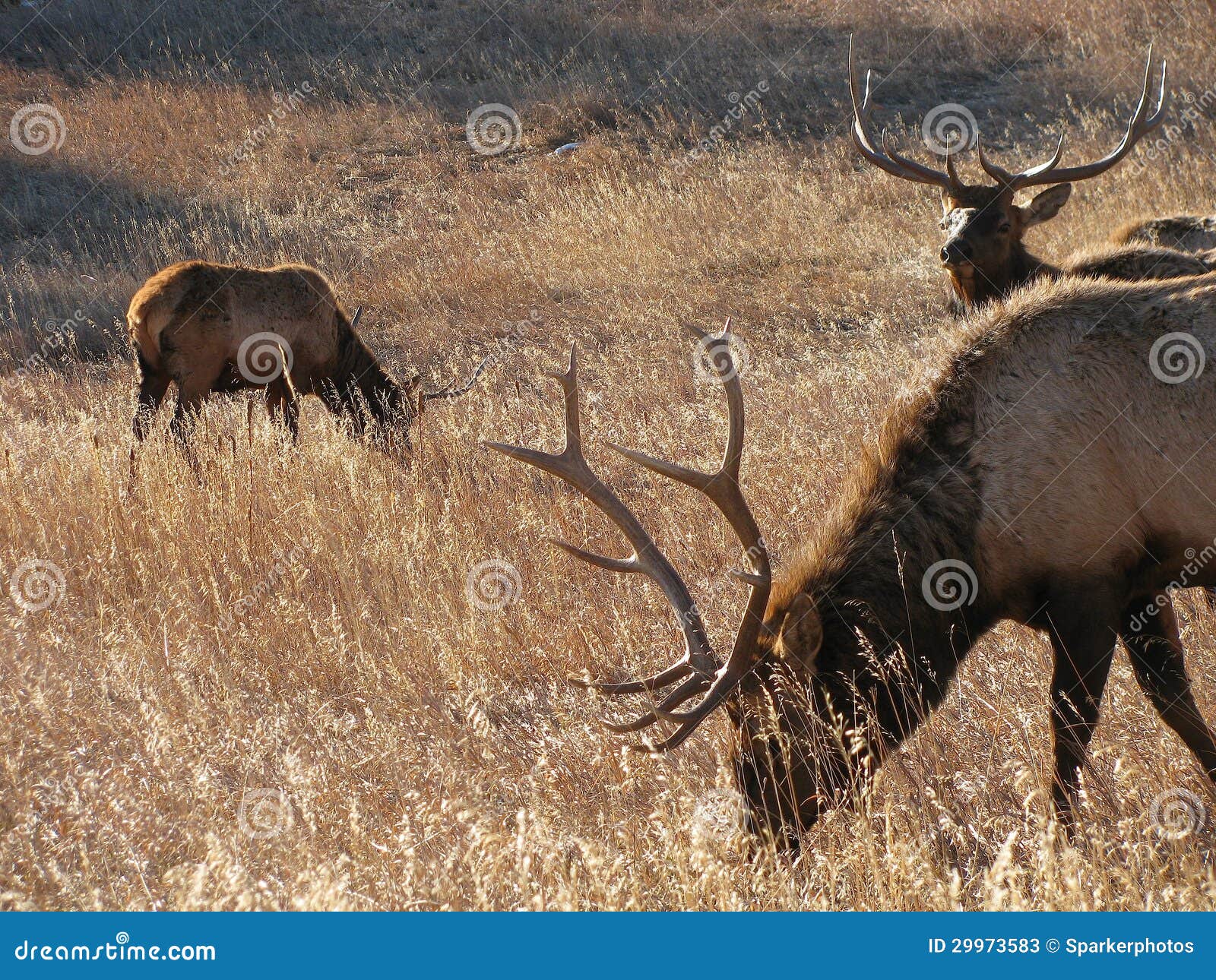 Elk grazing stock image. Image of wildlife, grazing, field - 29973583