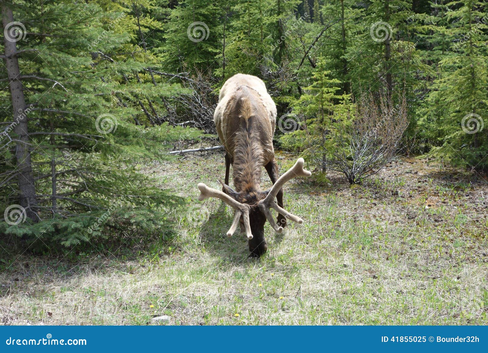 An Elk Grazing in a Forest. Stock Image - Image of long, pine: 41855025