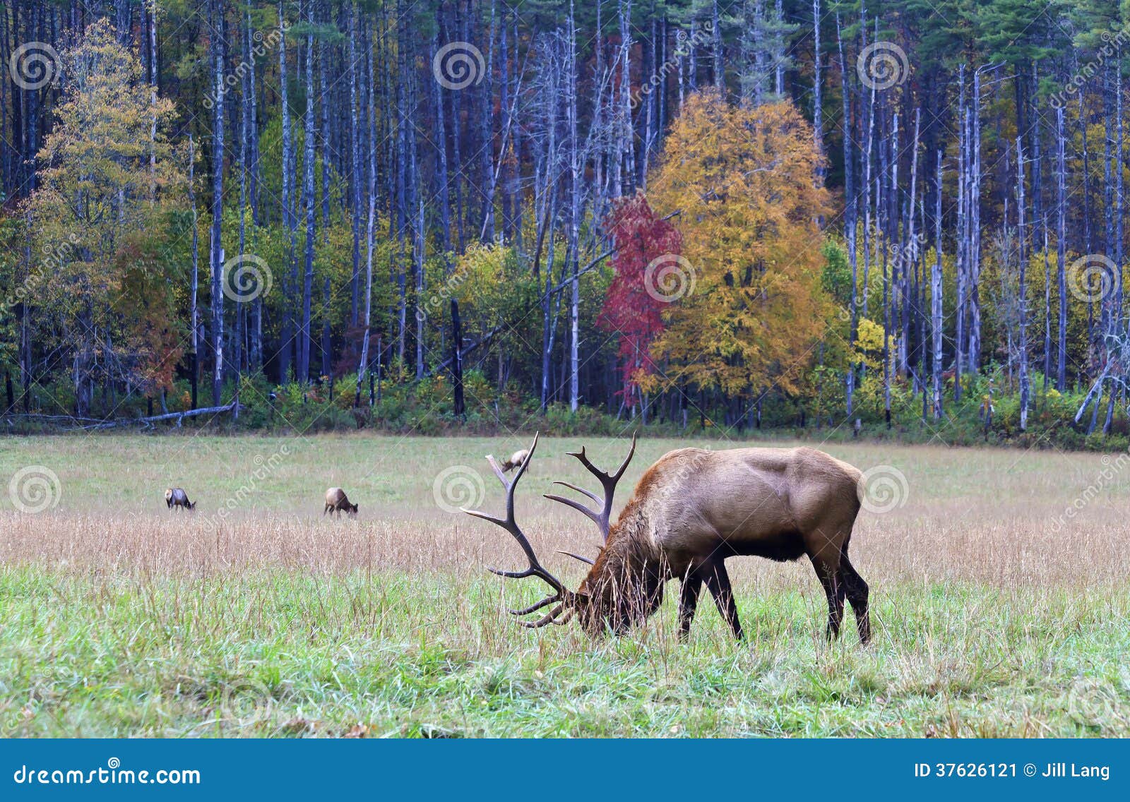Elk Grazing on Grass stock image. Image of eastern, canadensis - 37626121