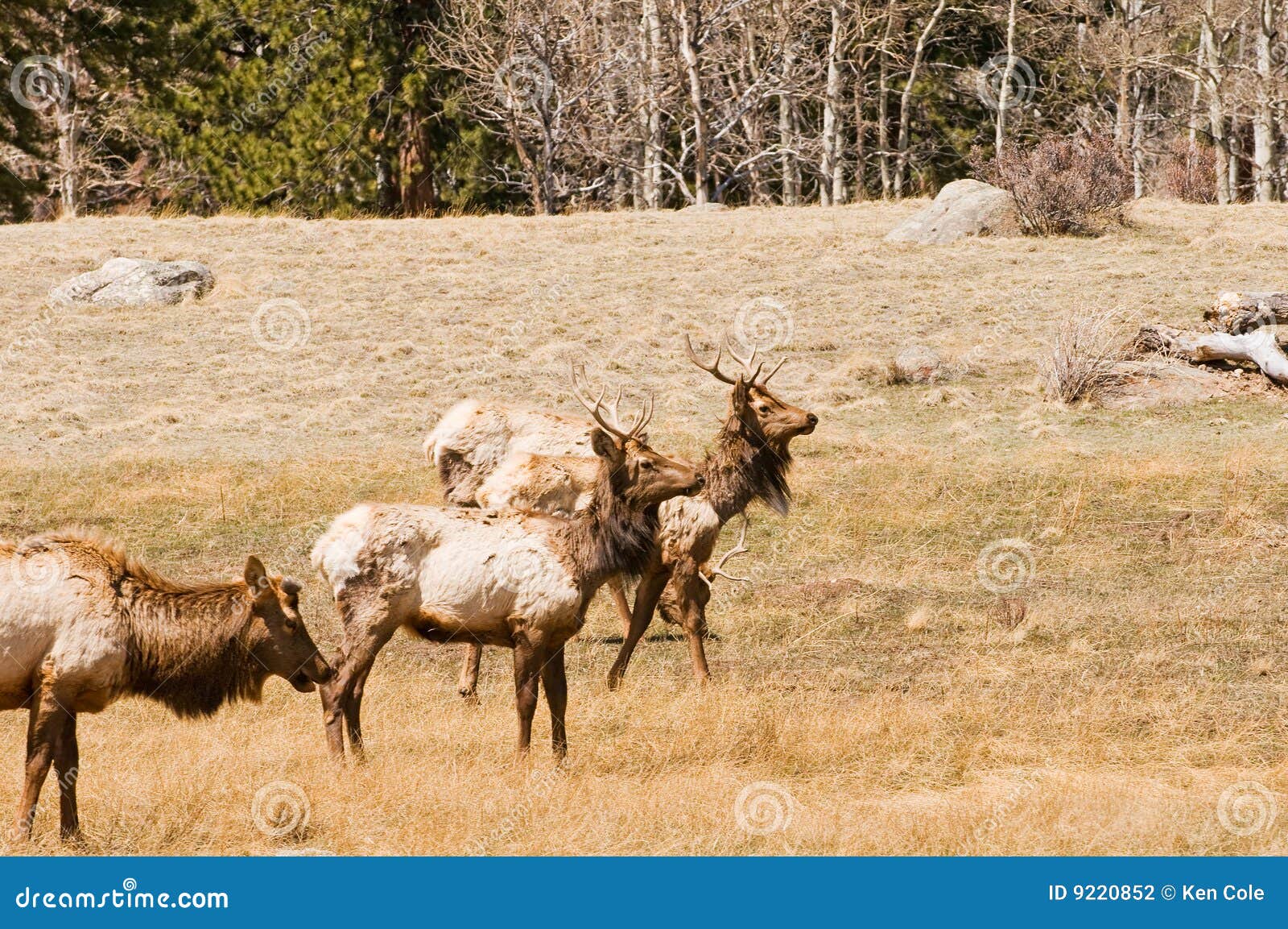 Elk grazing in woods stock photo. Image of grazing, large - 9220852