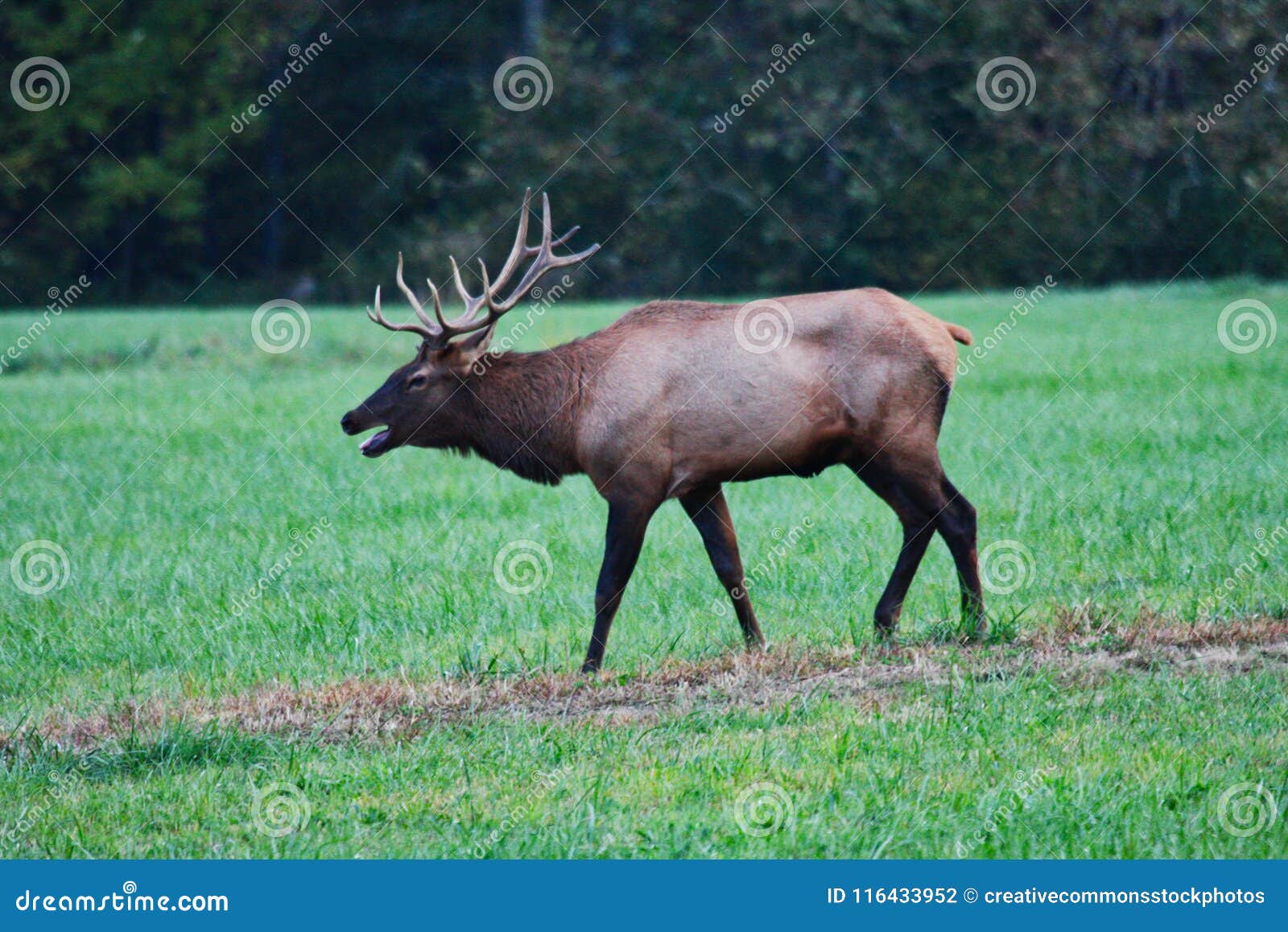 Elk On Green Grass Field Picture. Image: 116433952