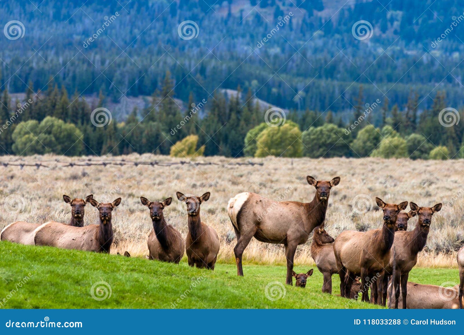 Elk Harem Awaiting Their Bull Elk during Mating Season Stock Photo ... Elk Harem Awaiting Their Bull Elk during Mating Season Stock Photo ...
