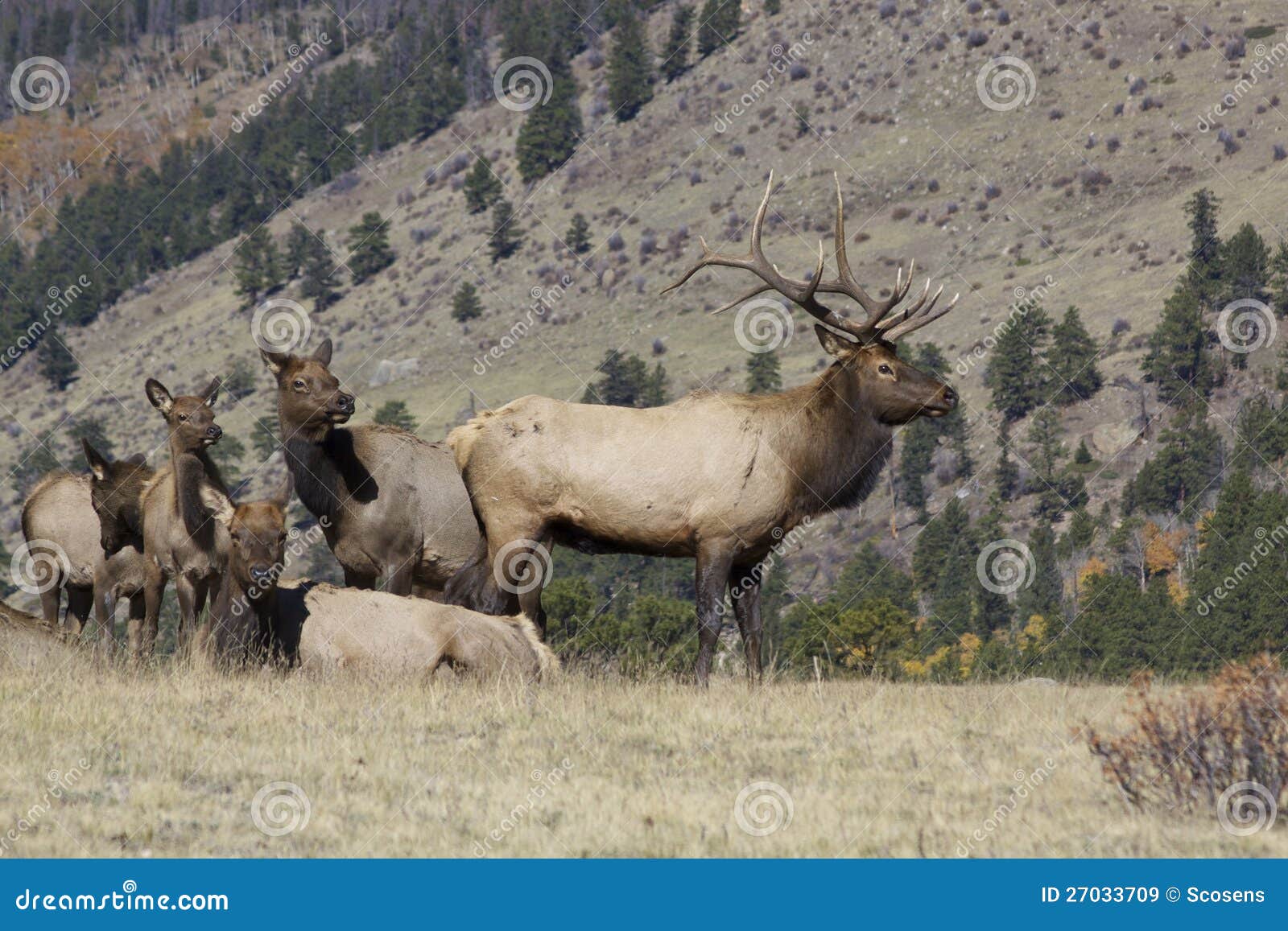 Elk Herd on Ridge stock image. Image of deer, herd, bull - 27033709