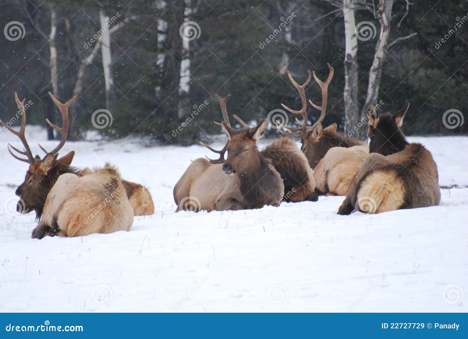 Elk herd in the snow stock image. Image of canada, country - 22727729