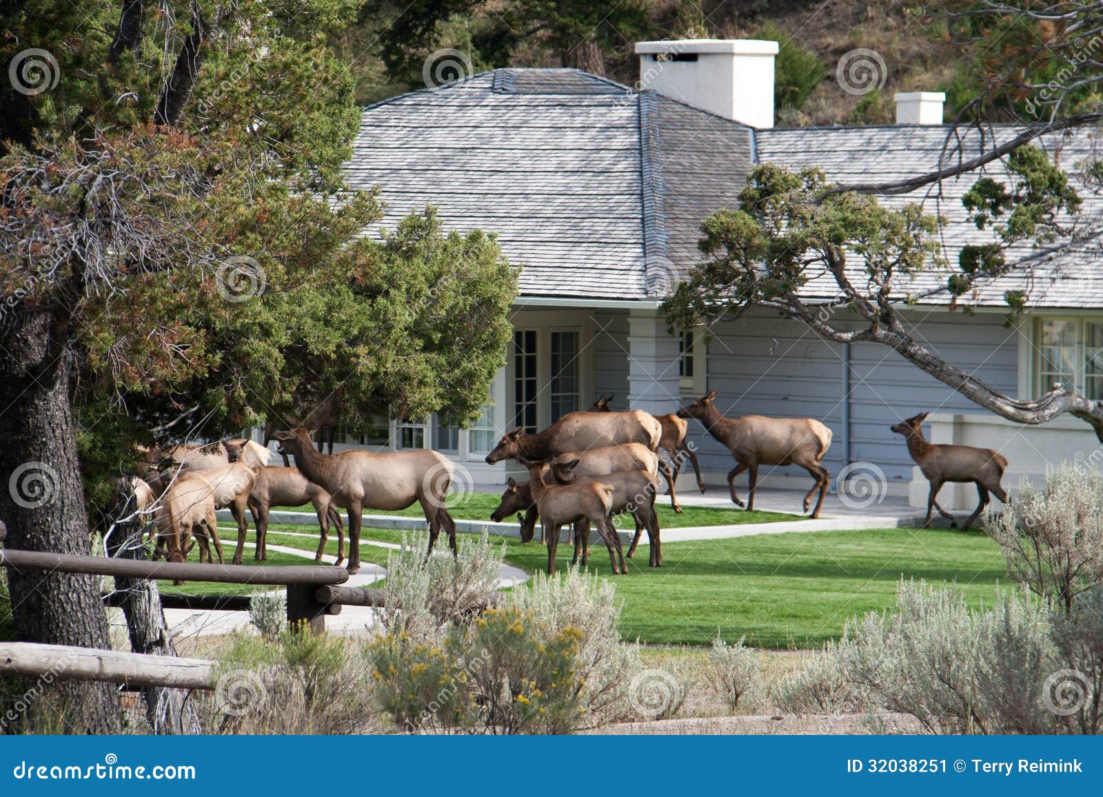 Elk herd stock image. Image of outdoors, home, house - 32038251